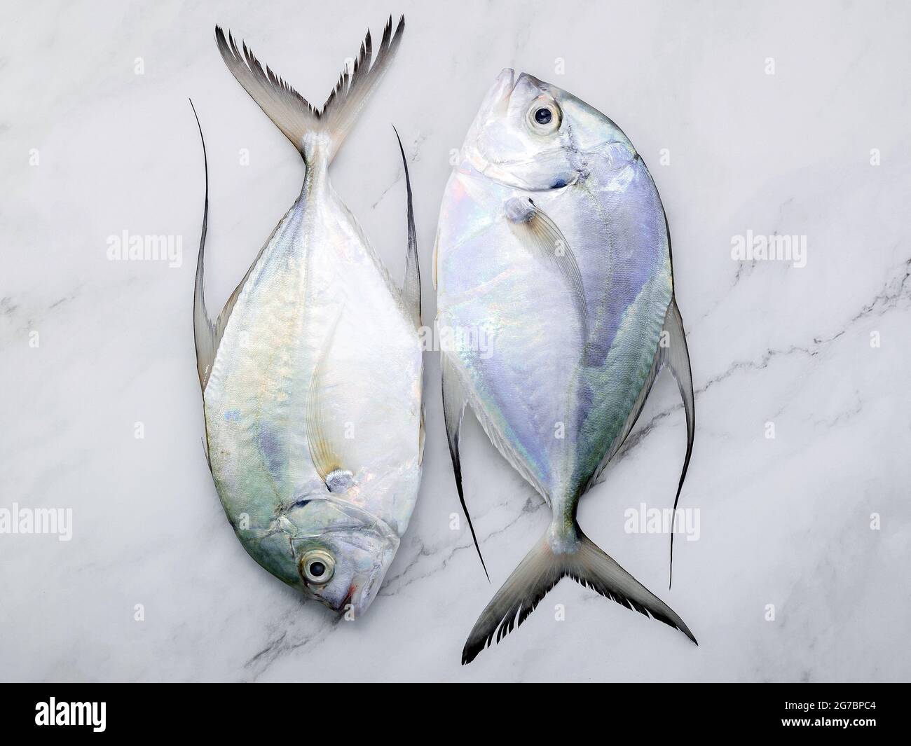 Fresh Longfin trevally fish set up on white marble kitchen table ...