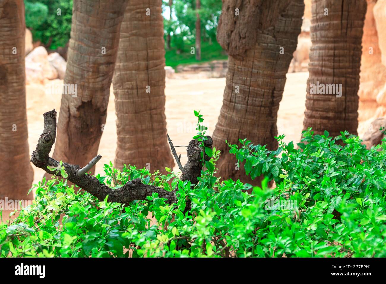 Baobab tree trunks , exotic African nature Stock Photo - Alamy