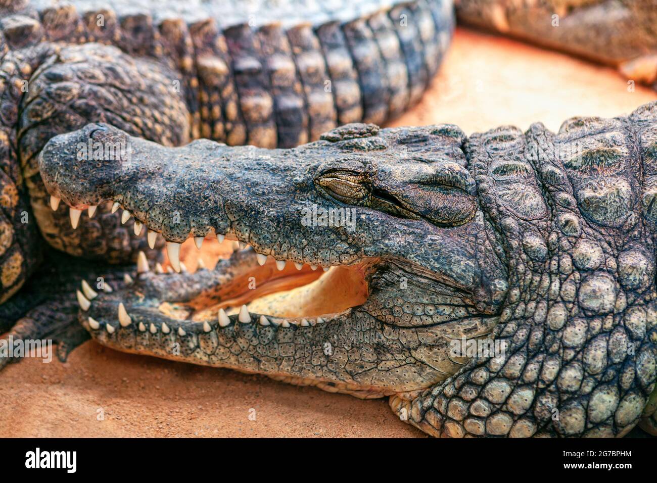 25 Best Memes About Nile Crocodile Nile Crocodile Memes