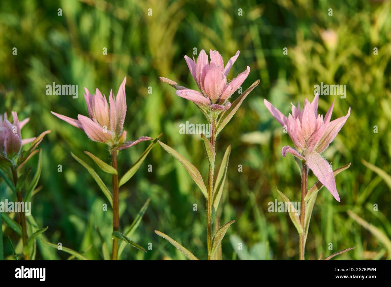 Greater red indian paintbrush hi-res stock photography and images - Alamy