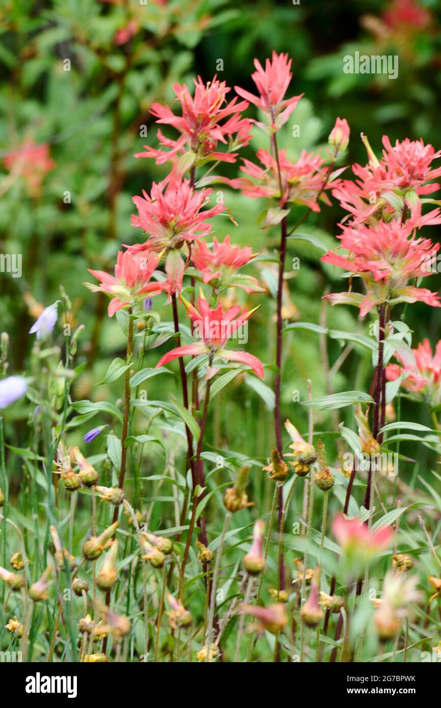 Red indian paintbrush hi-res stock photography and images - Alamy