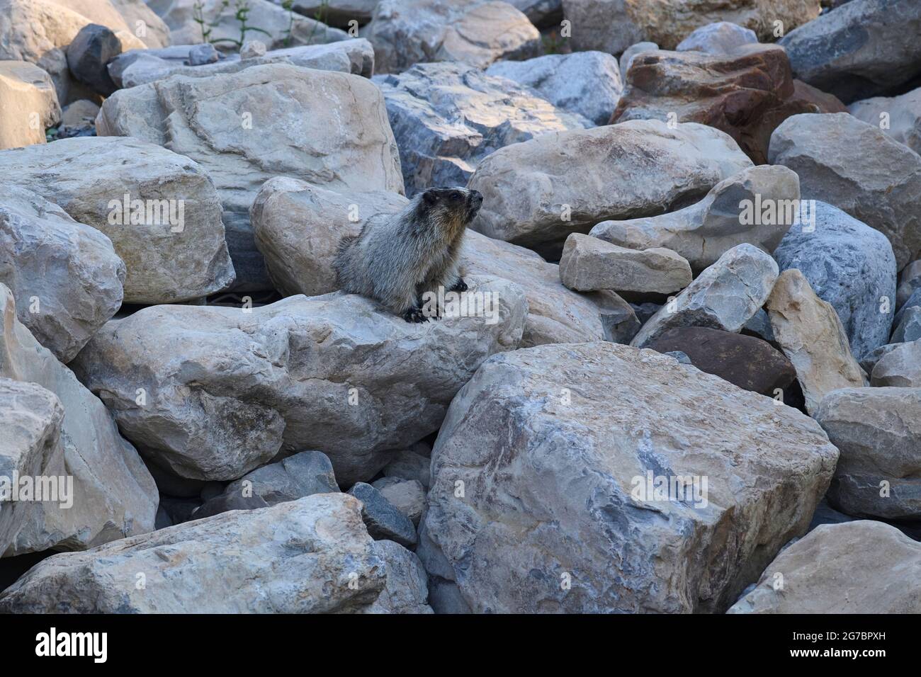 Hoary marmot (Marmota caligata), Spray Lakes Provincial Park ...