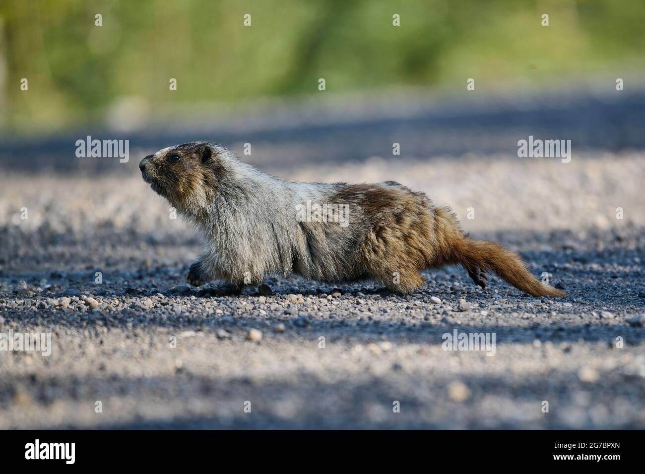 Hoary marmot (Marmota caligata), Spray Lakes Provincial Park ...