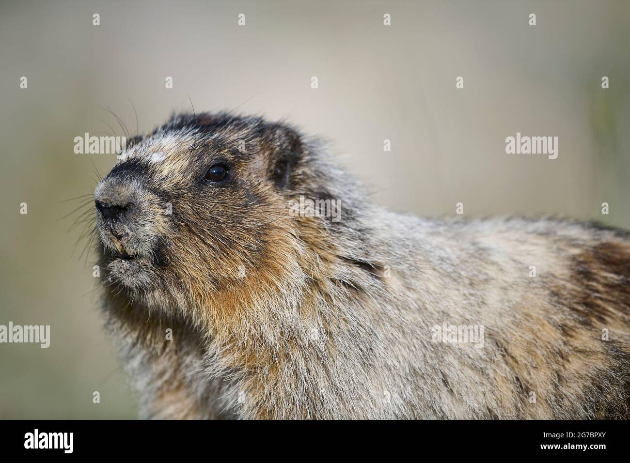 Hoary marmot (Marmota caligata) close-up, Spray Lakes Provincial Park ...