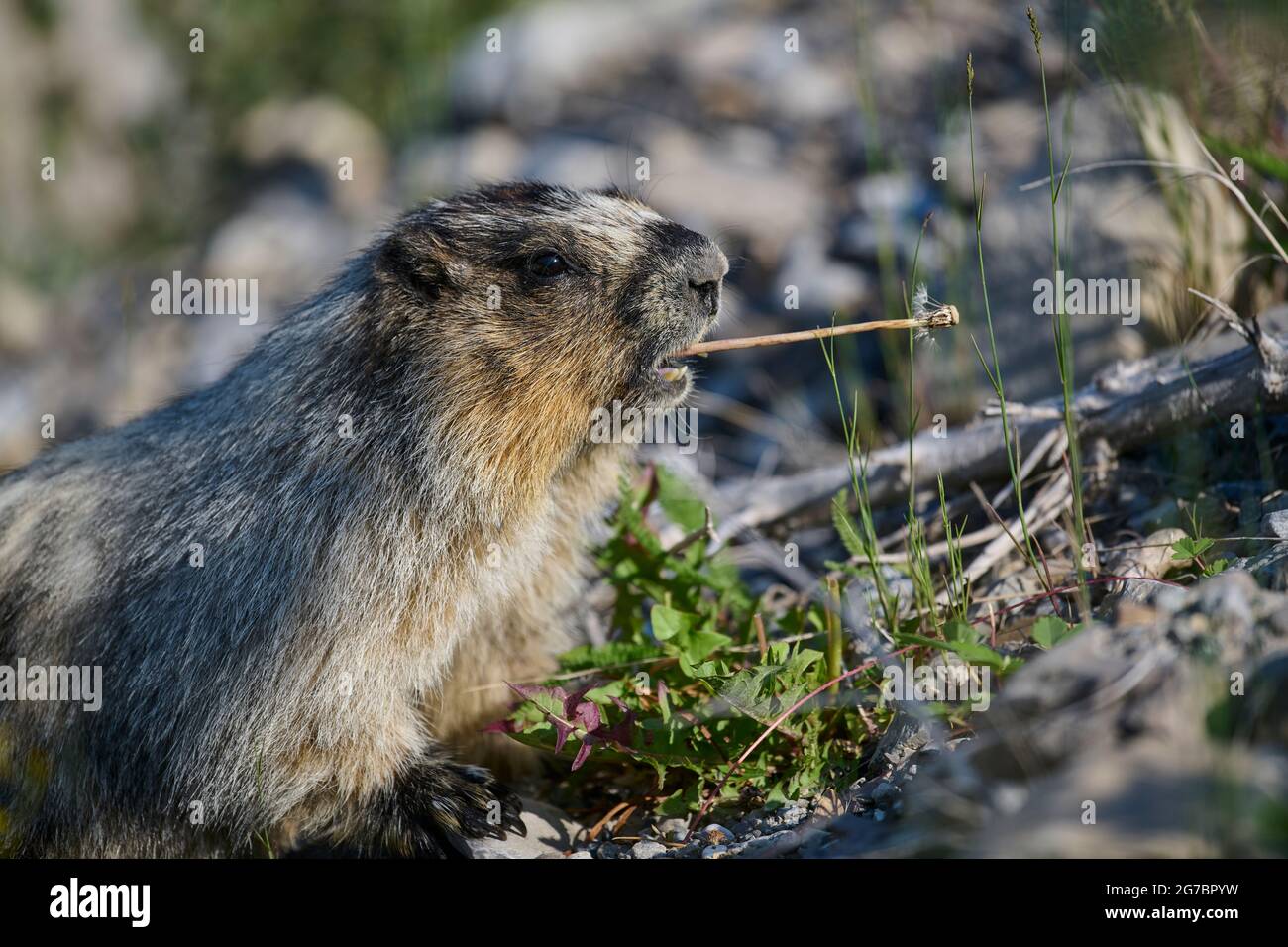Hoary marmot (Marmota caligata) close-up, Spray Lakes Provincial Park ...
