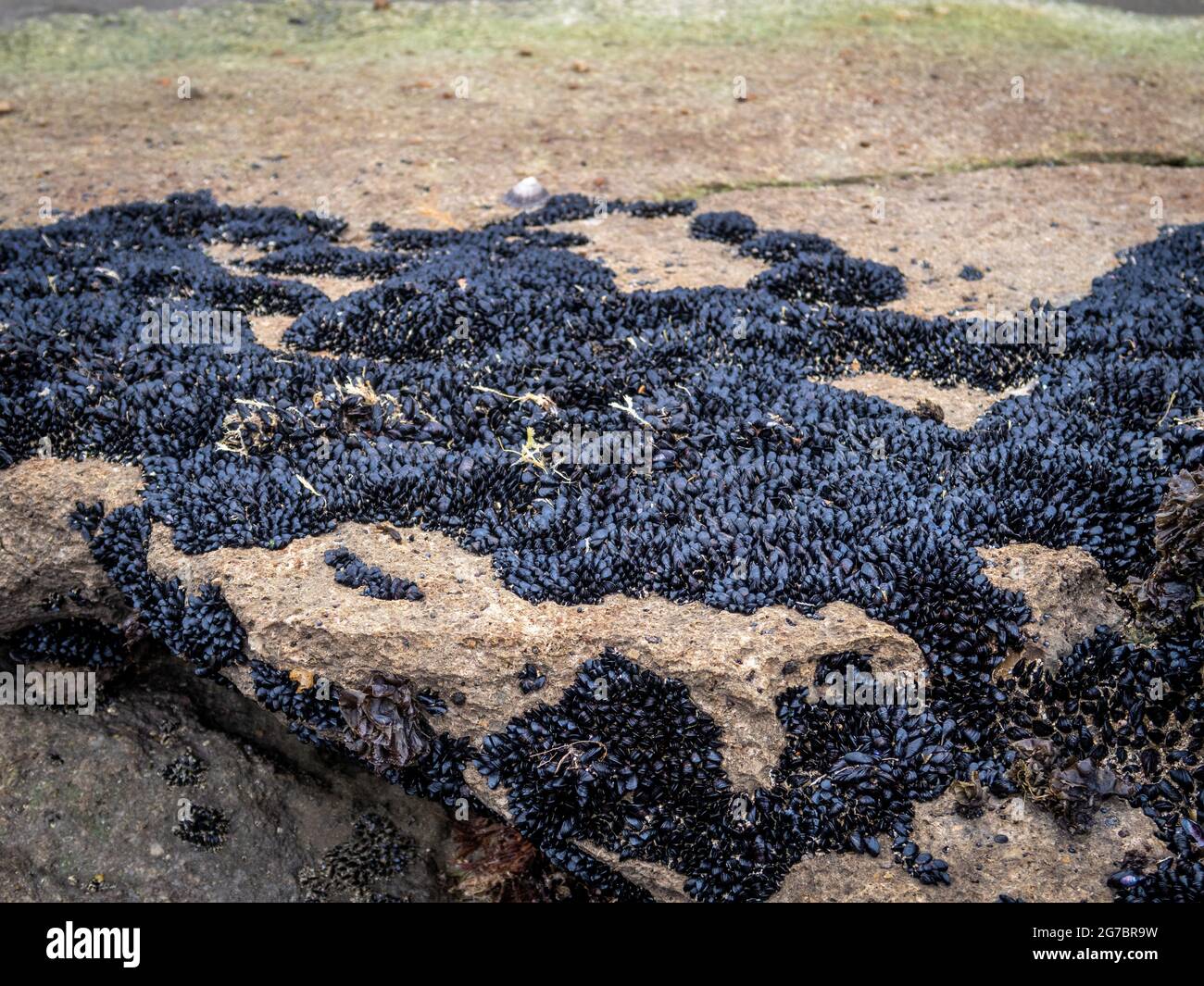 Seeded mussels hi-res stock photography and images - Alamy