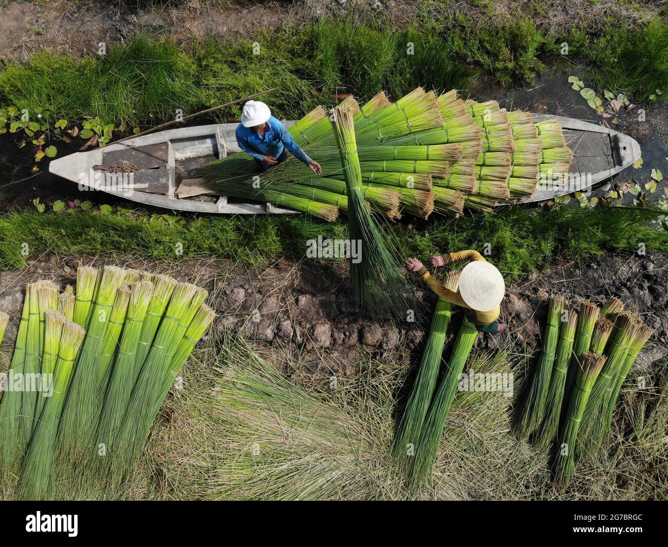 Green grass land in Mekong Delta Vietnam Stock Photo - Alamy