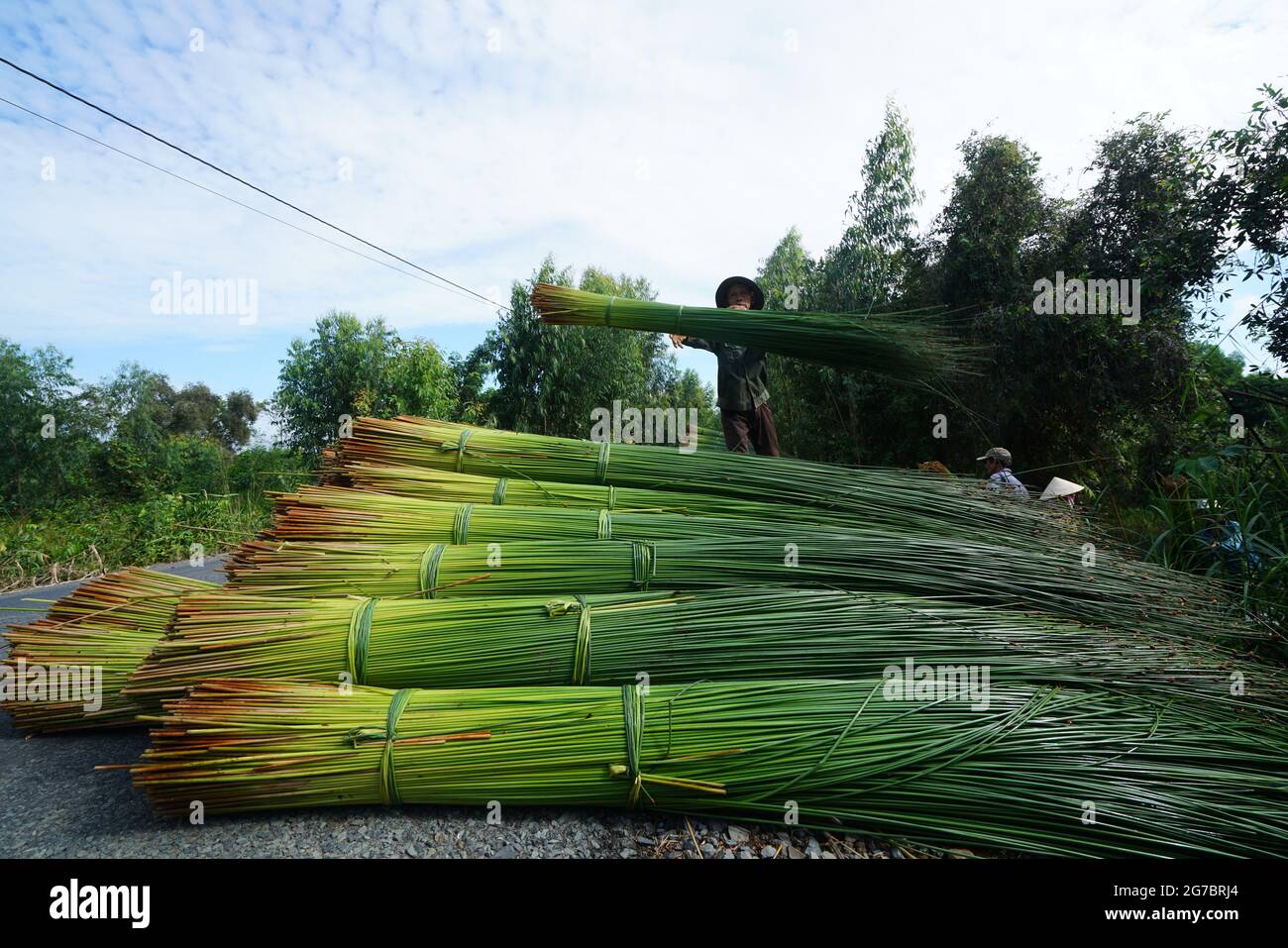 Green grass land in Mekong Delta Vietnam Stock Photo - Alamy