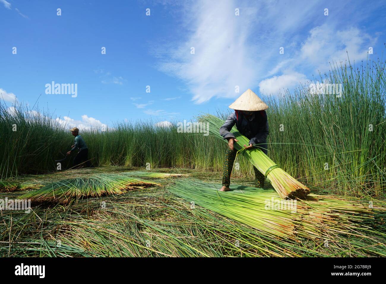 Green grass land in Mekong Delta Vietnam Stock Photo - Alamy