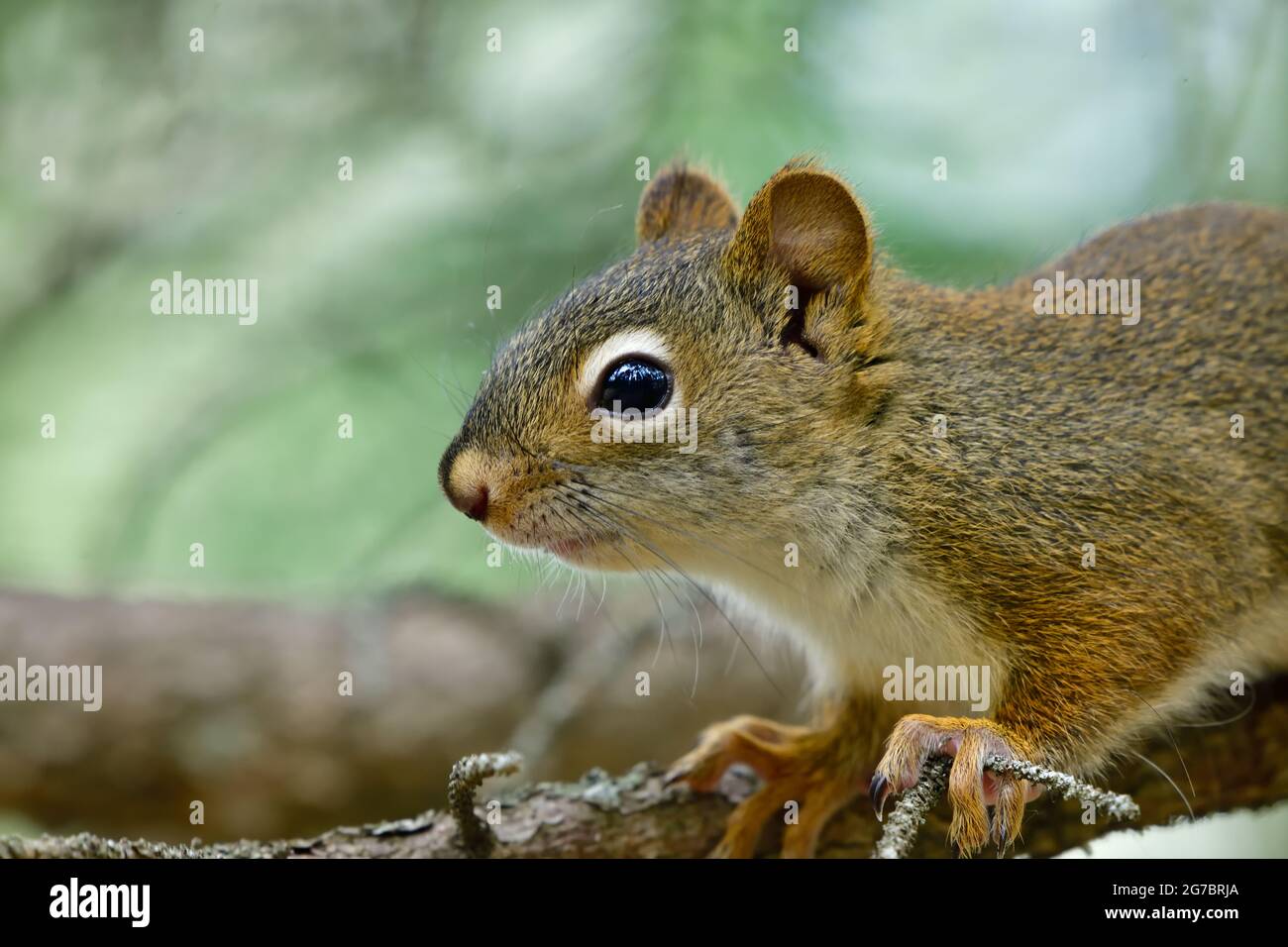 A wild red squirrel "Tamiasciurus hudsonicus", climbing on a spruce ...