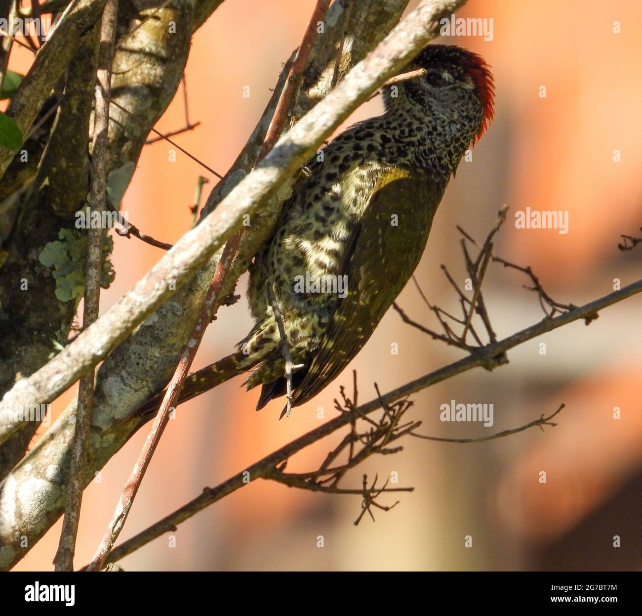 A knysna woodpecker isolated in a tree Stock Photo - Alamy