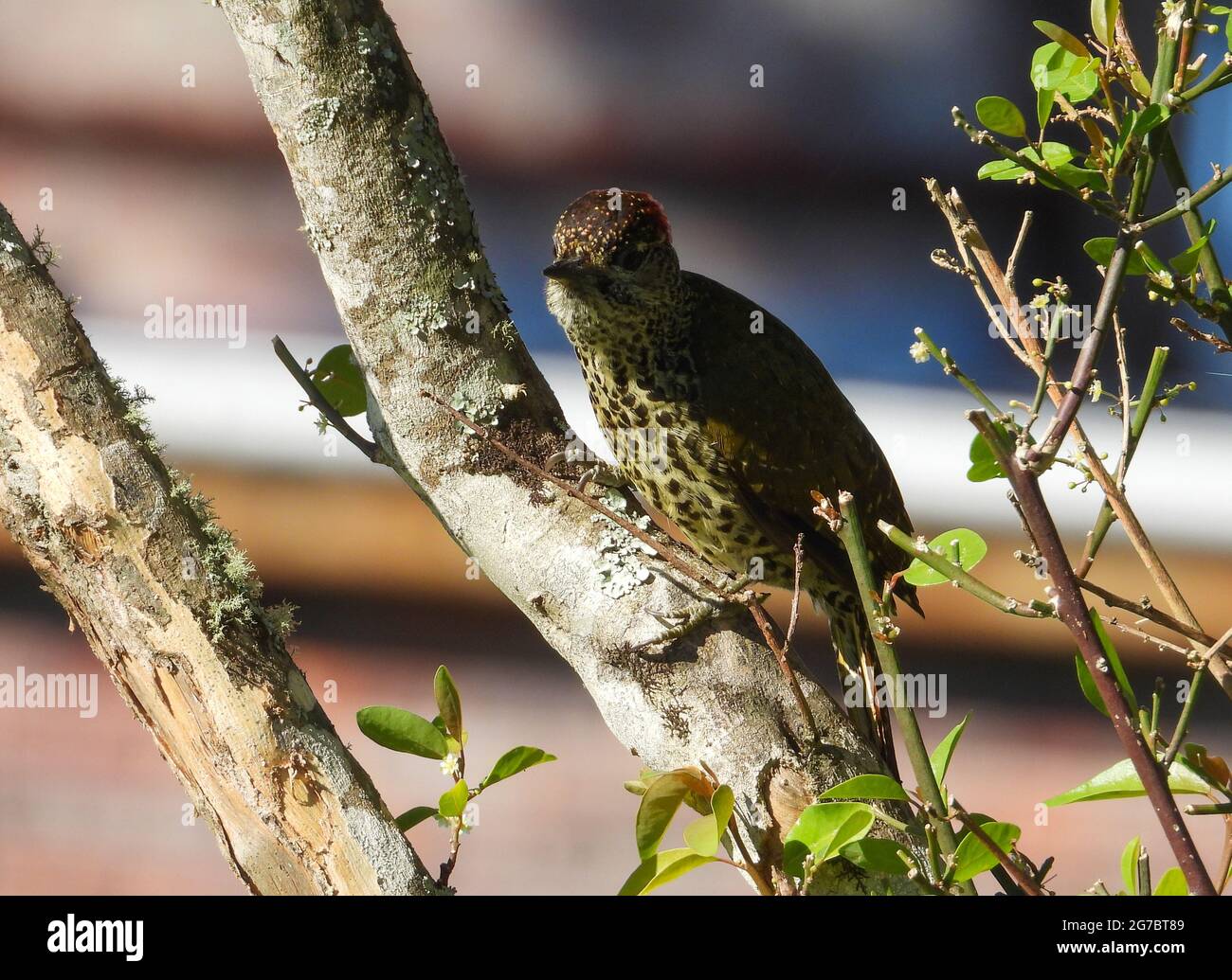 A knysna woodpecker isolated in a tree Stock Photo - Alamy