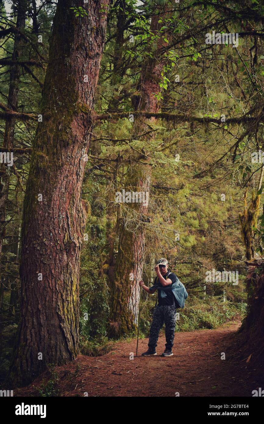Bramboo tree hi-res stock photography and images - Alamy