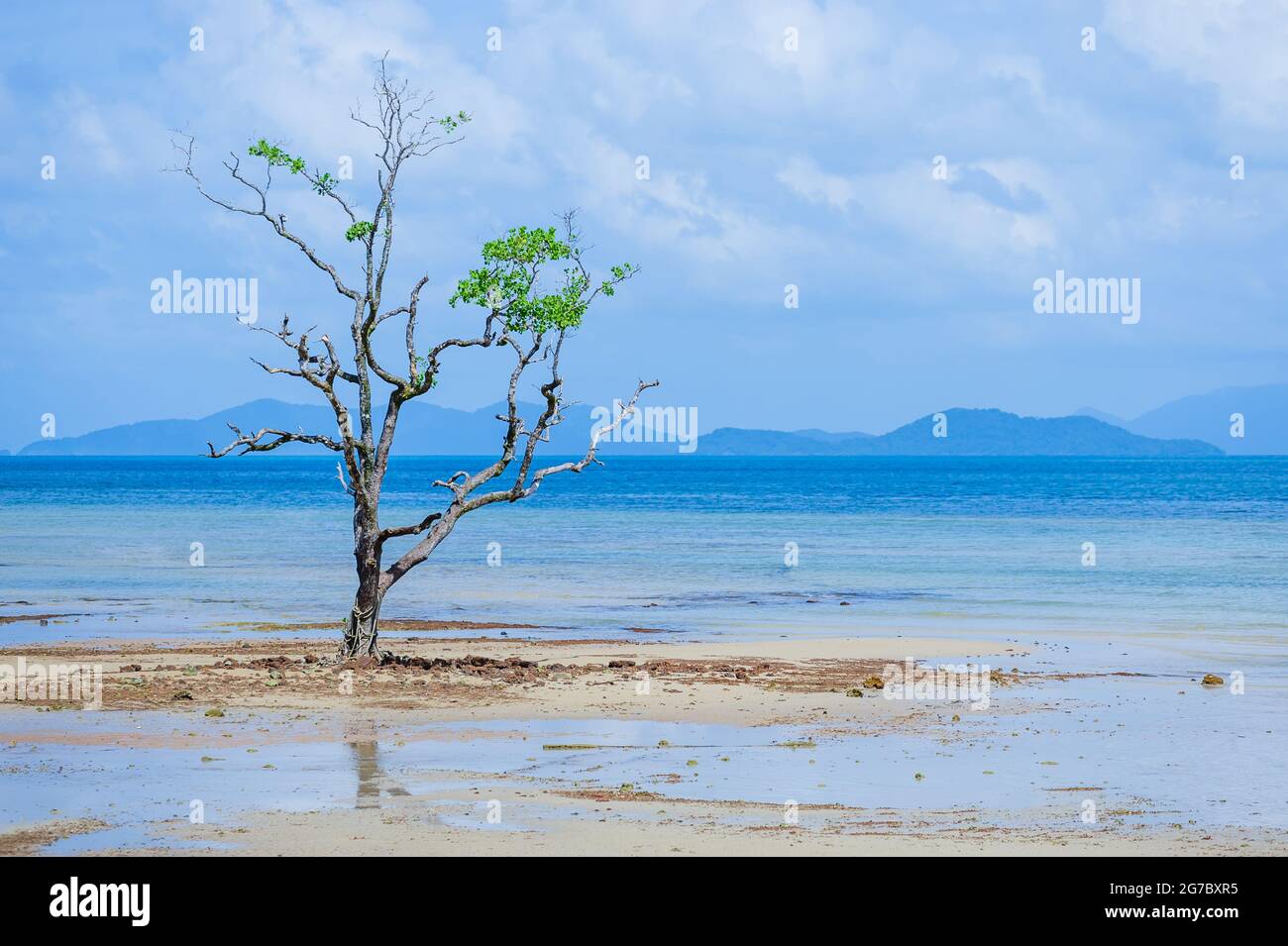 stand alone tree at sea with blue island in background Stock Photo - Alamy