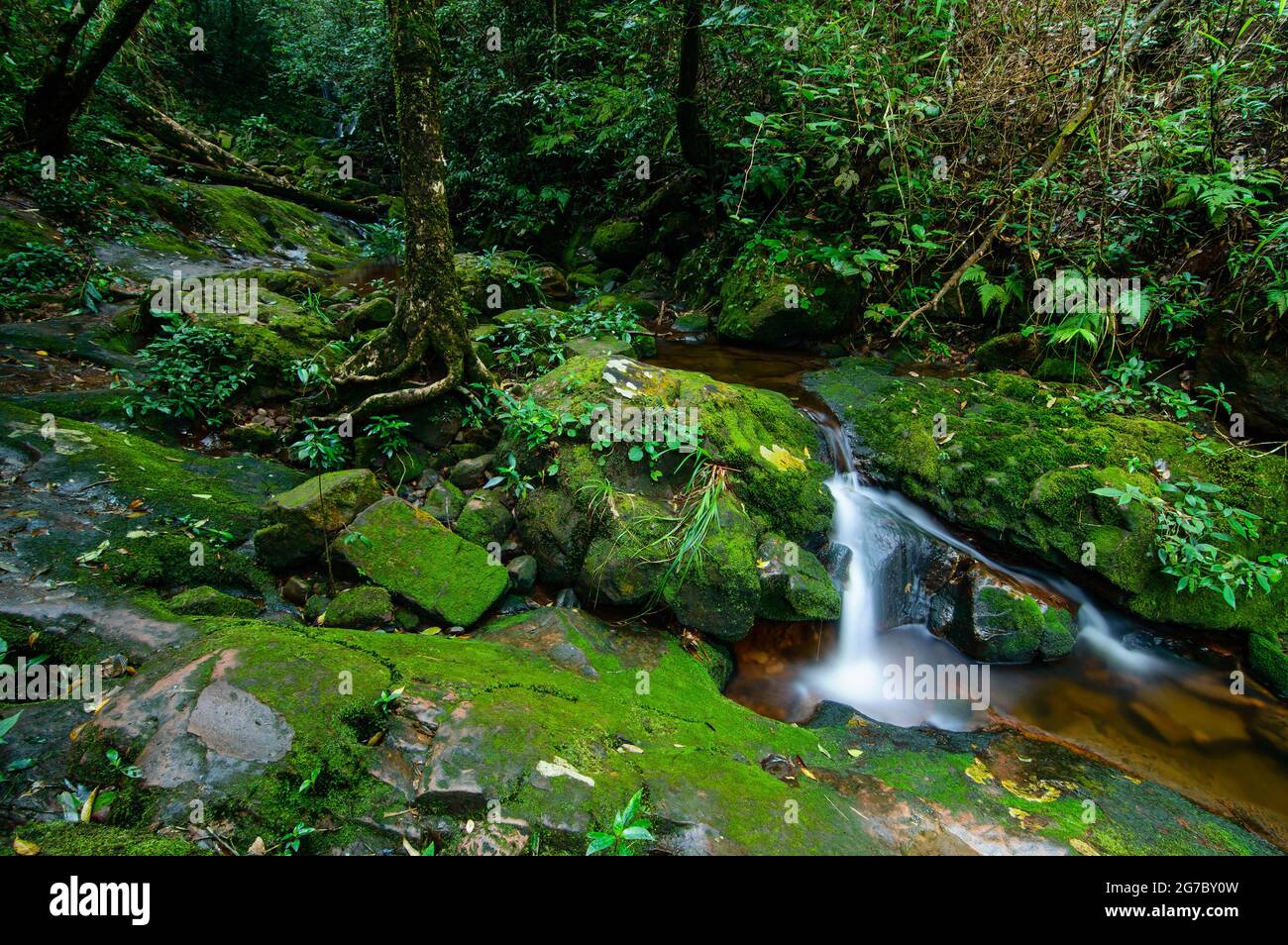 small waterfall and stream surround by rock covered with green moss ...