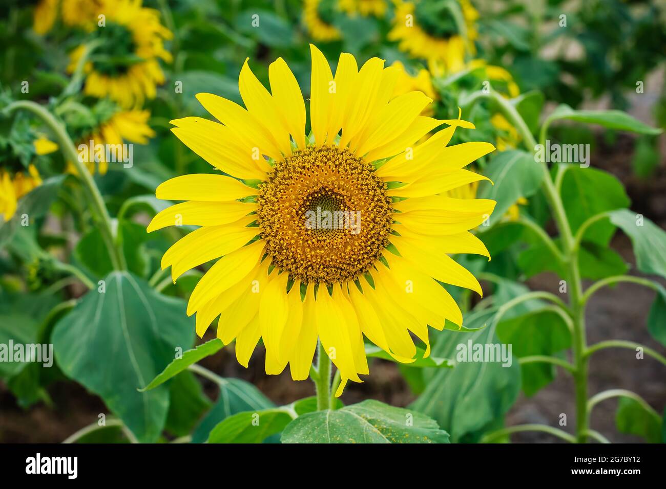 Big blooming hi-res stock photography and images - Alamy