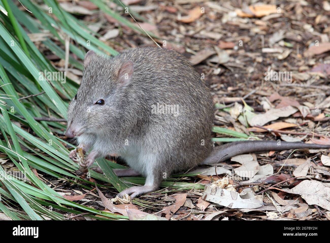 Long-nosed Potoroo feeding on mushroom Stock Photo - Alamy