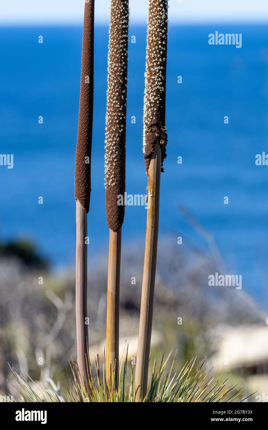 Oval Grass Trees growing on the coast near Sydney N.S.W Australia Stock ...