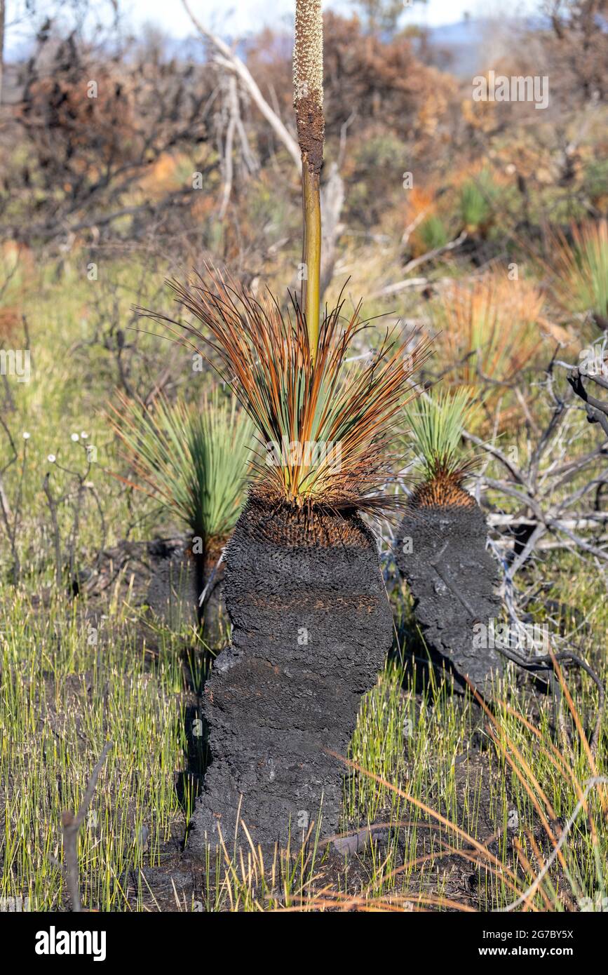 Grass Tree flowering post bush fire Stock Photo - Alamy