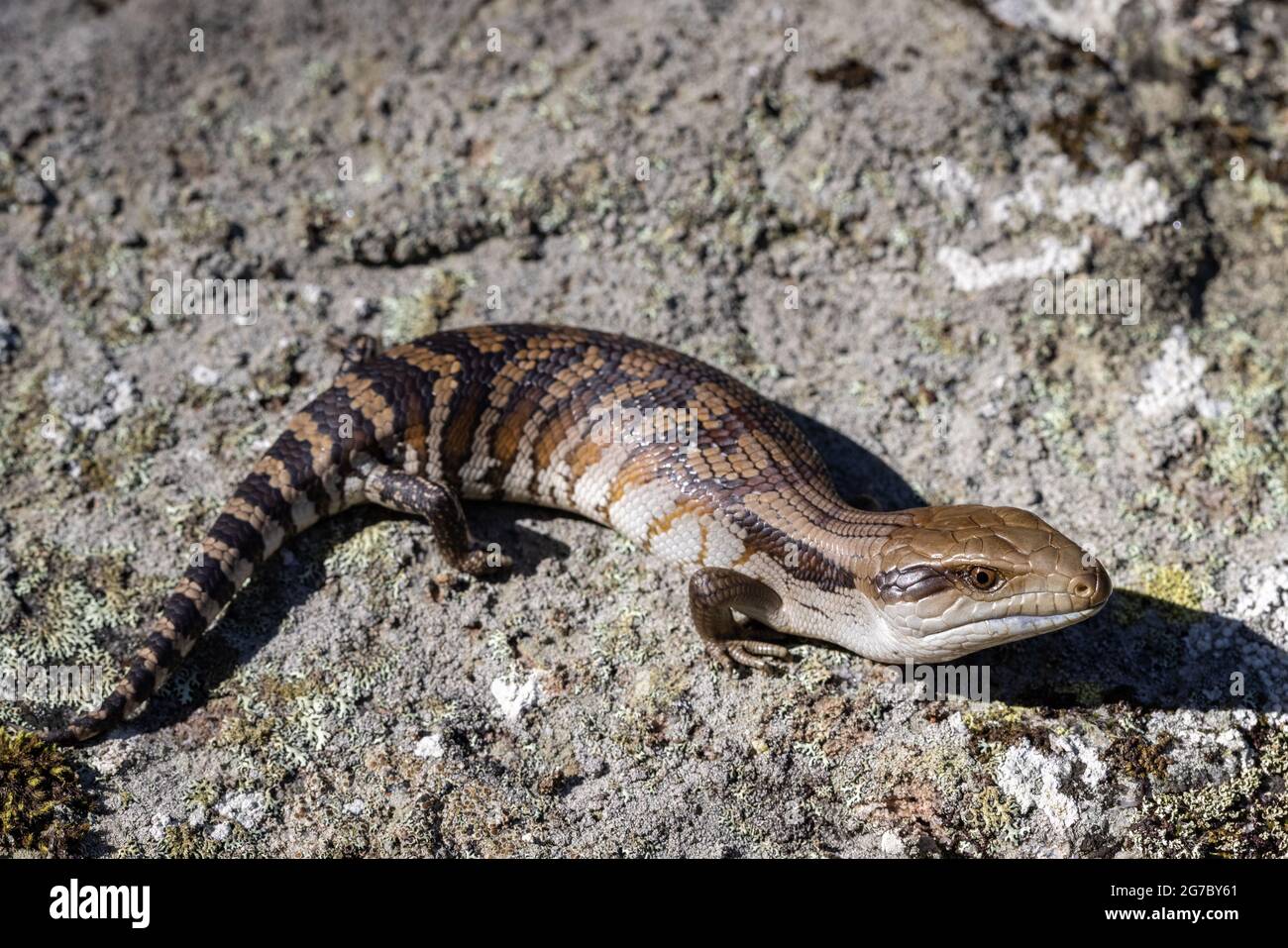 Blue tongue lizard hi-res stock photography and images - Alamy