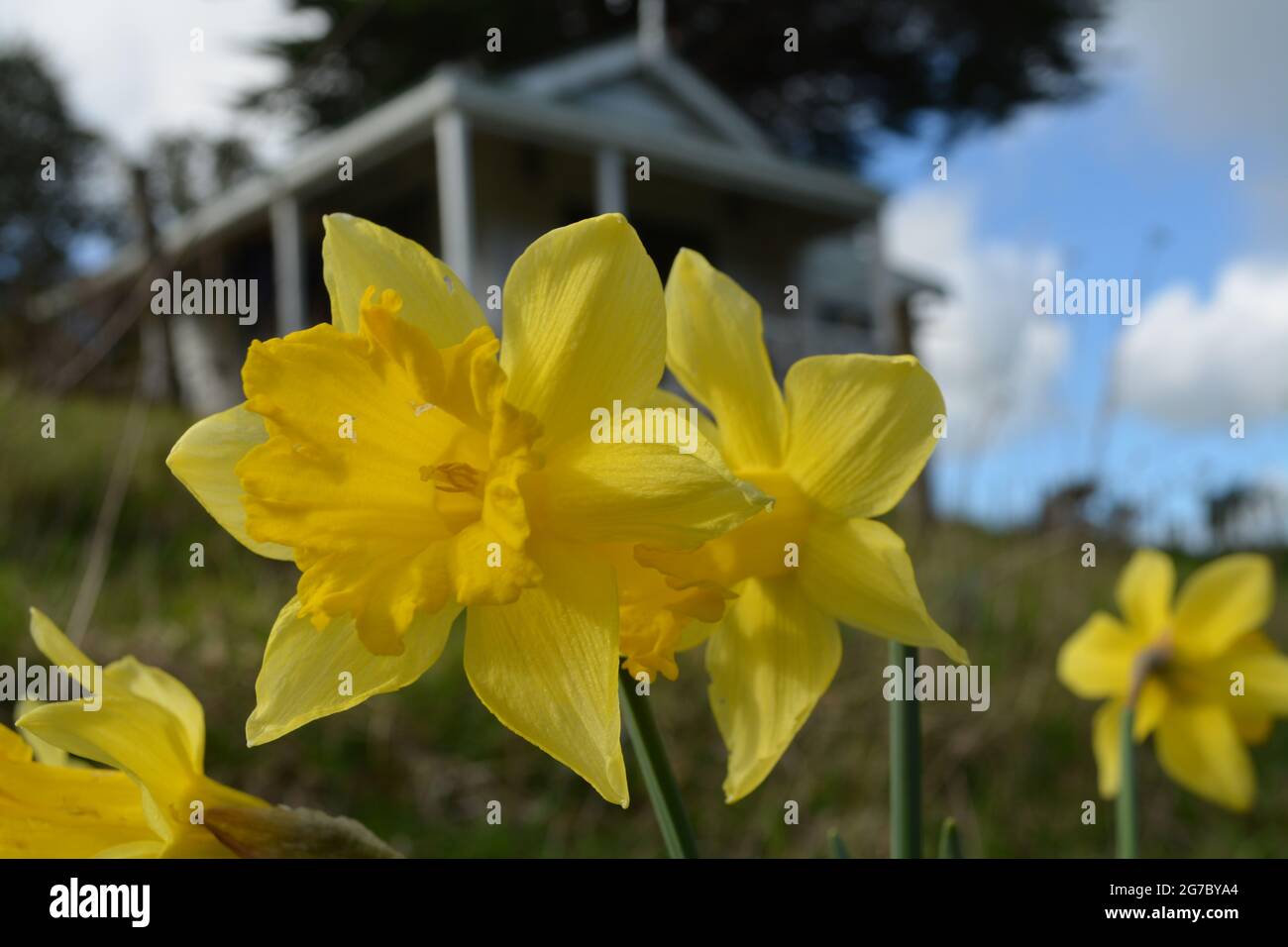 Daffodil in early spring Stock Photo - Alamy