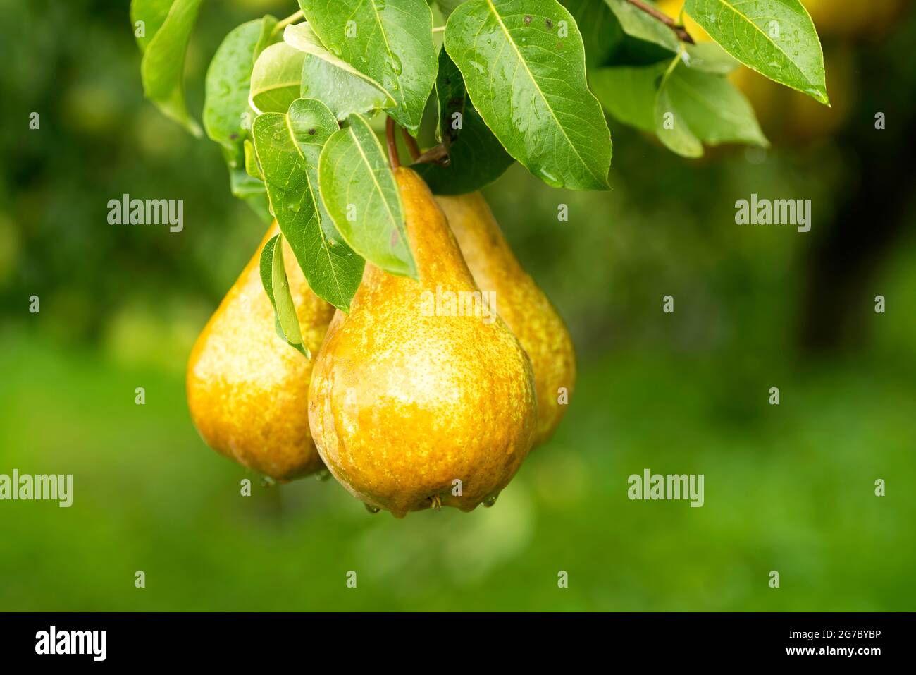 Pears and apples are keystone crops in the Columbia Gorge. The Hood ...