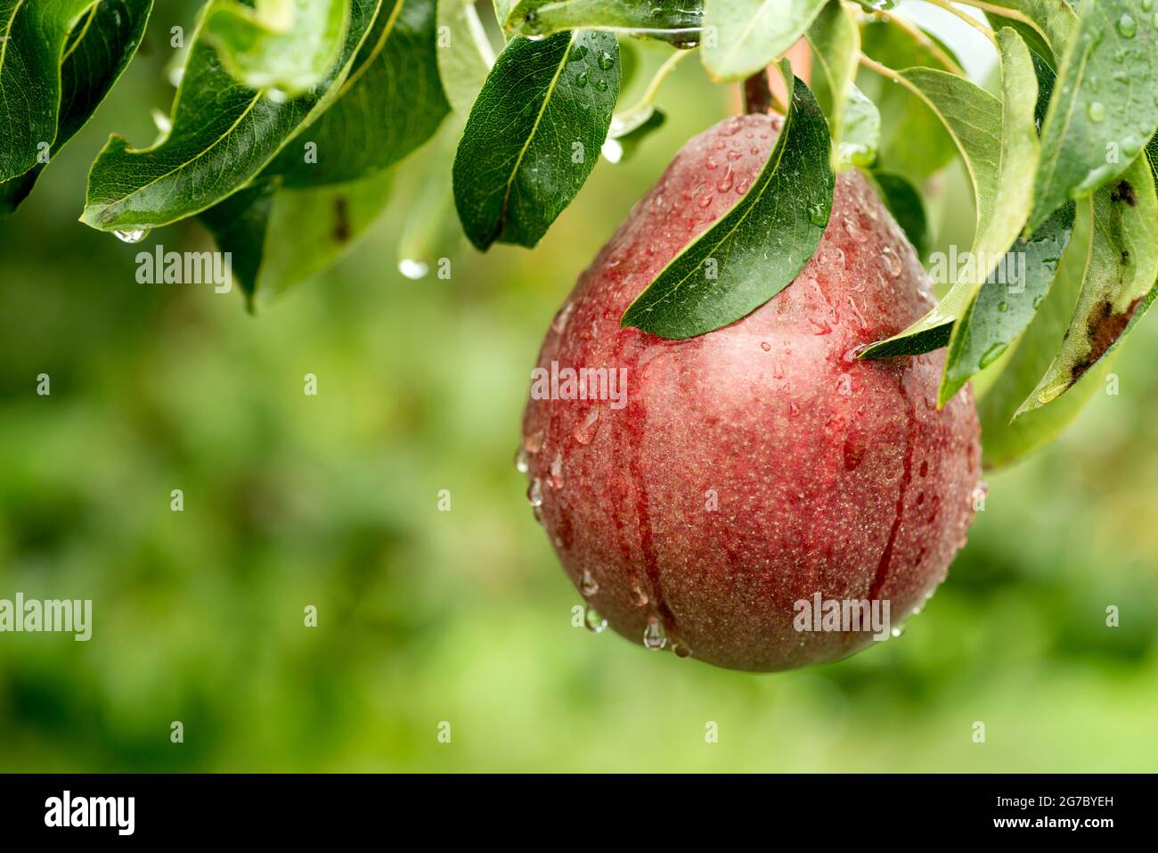 Bartlett pear tree hi-res stock photography and images - Alamy