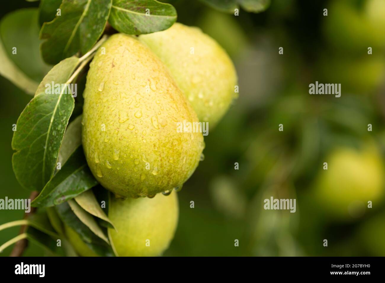 Bartlett pear tree hi-res stock photography and images - Alamy