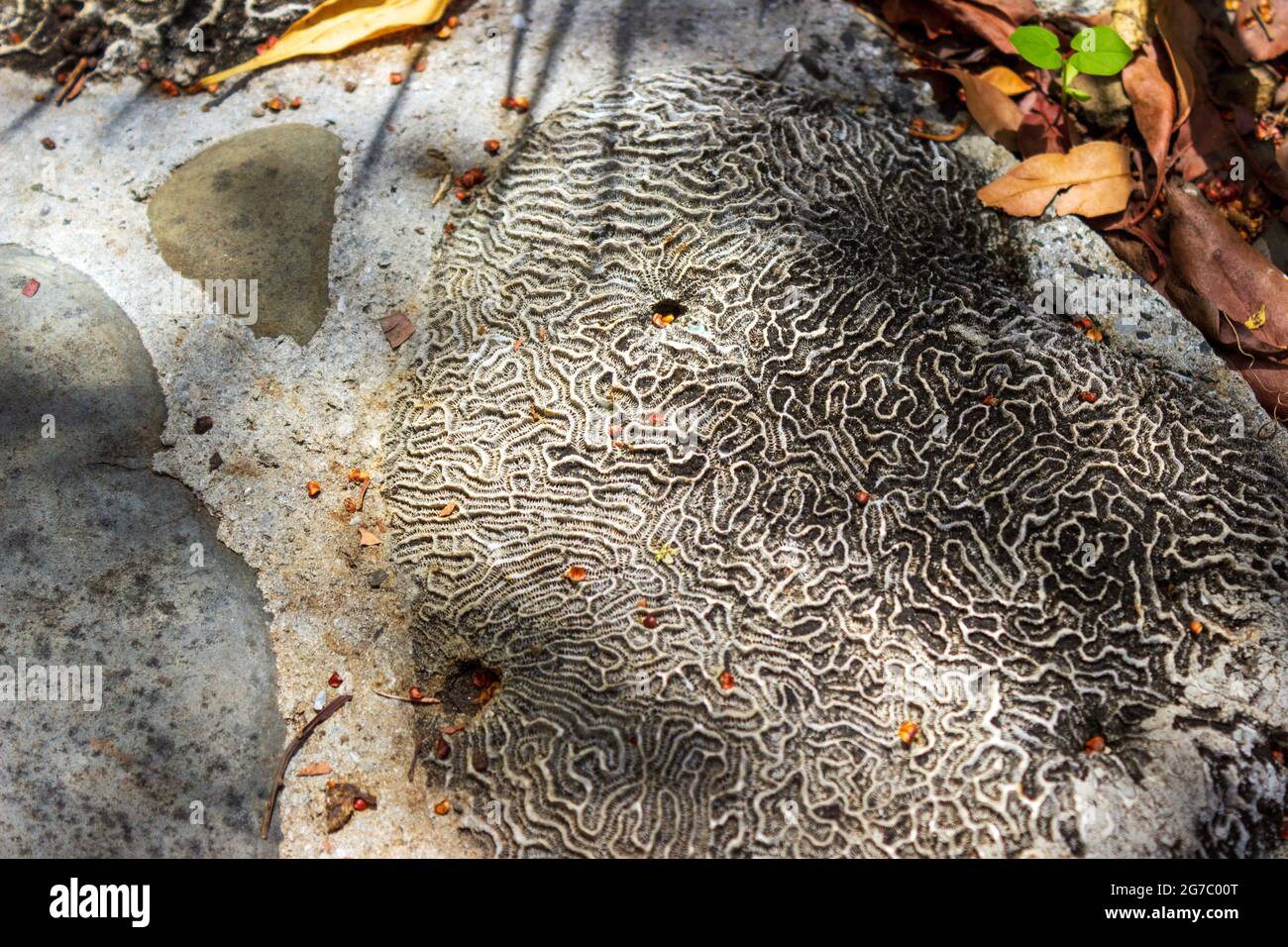 A piece of brain coral set in concrete and utilized to make a wall in ...