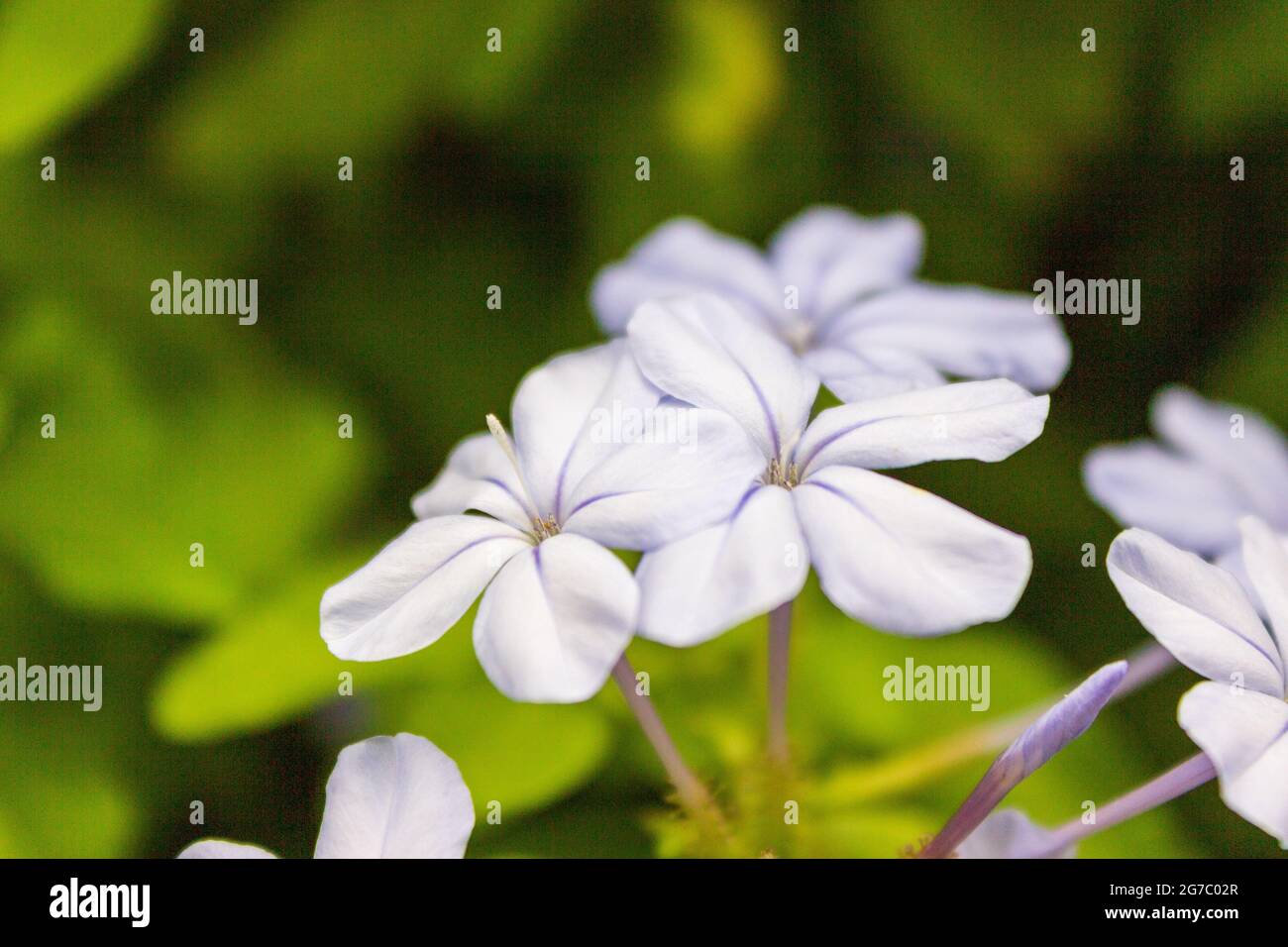 Pale blue, purple flowers of the blue plumbago, also known as cape ...