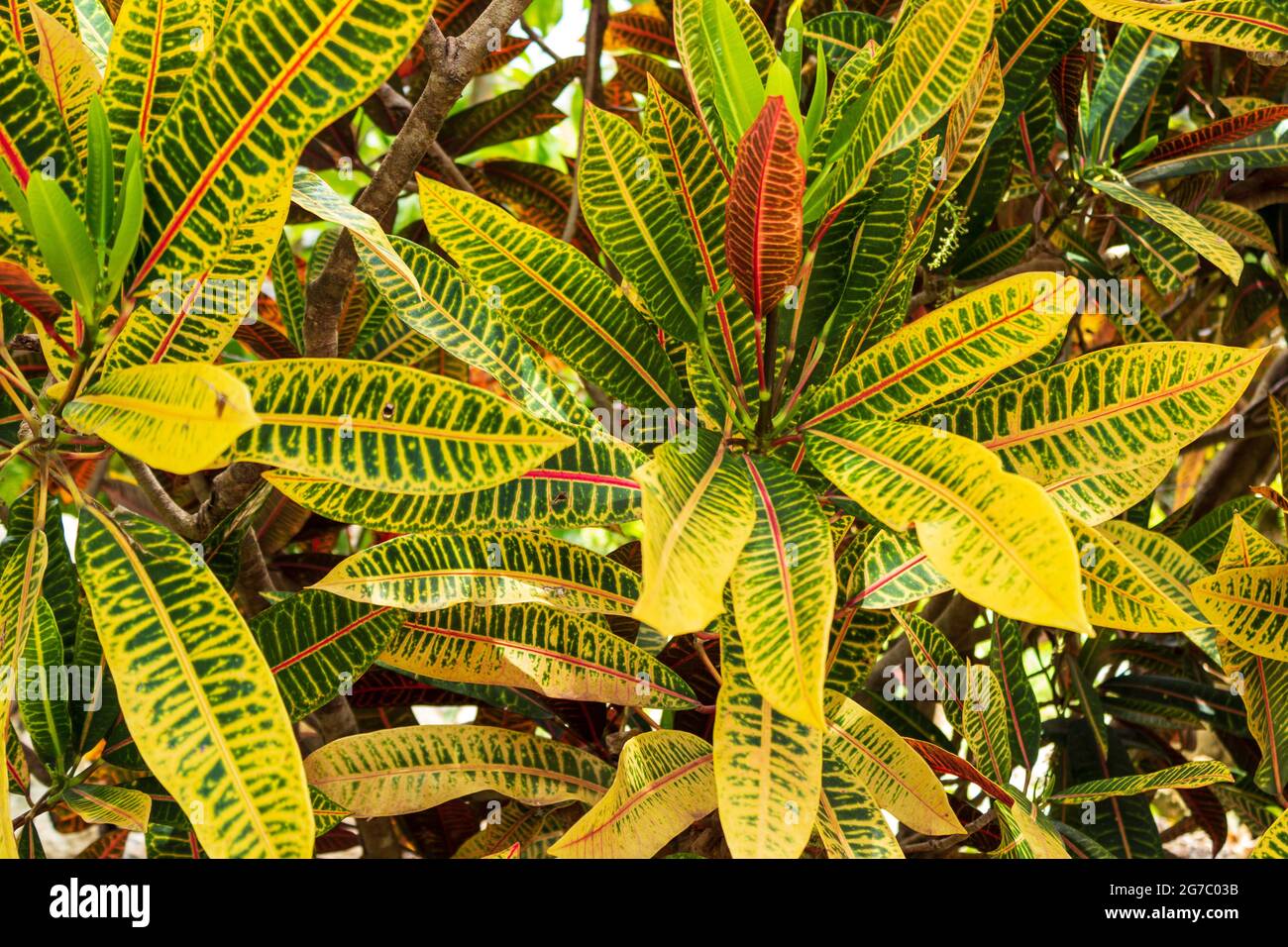 Croton rainforest hi-res stock photography and images - Alamy