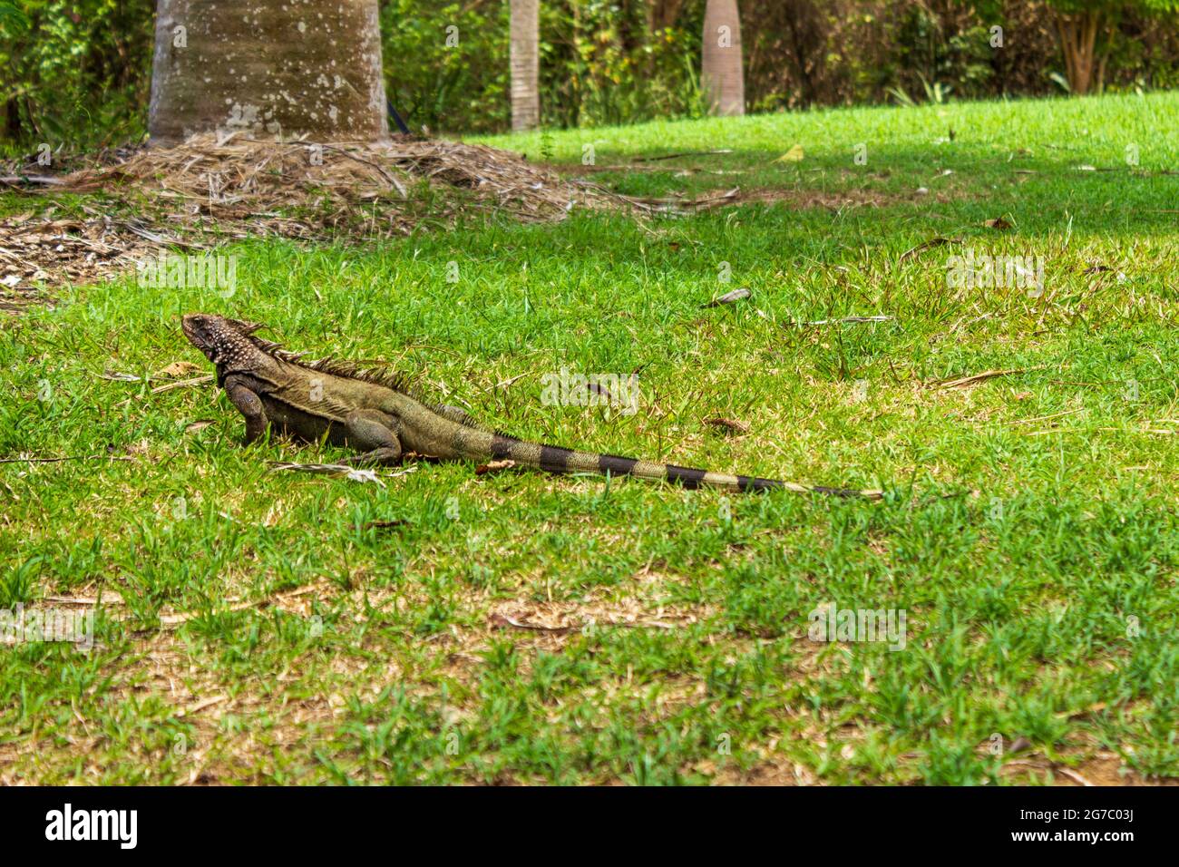 An adult green iguana strolls across the grass on the island of St. Croix in the US Virgin ...