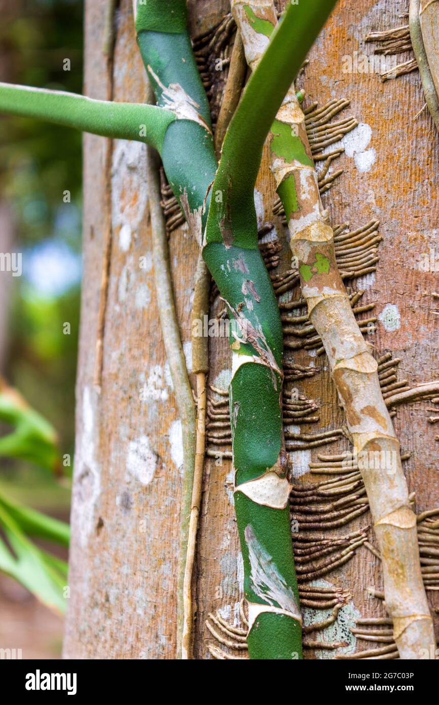 The aerial roots of a monstera plant attach to the trunk of a jungle ...