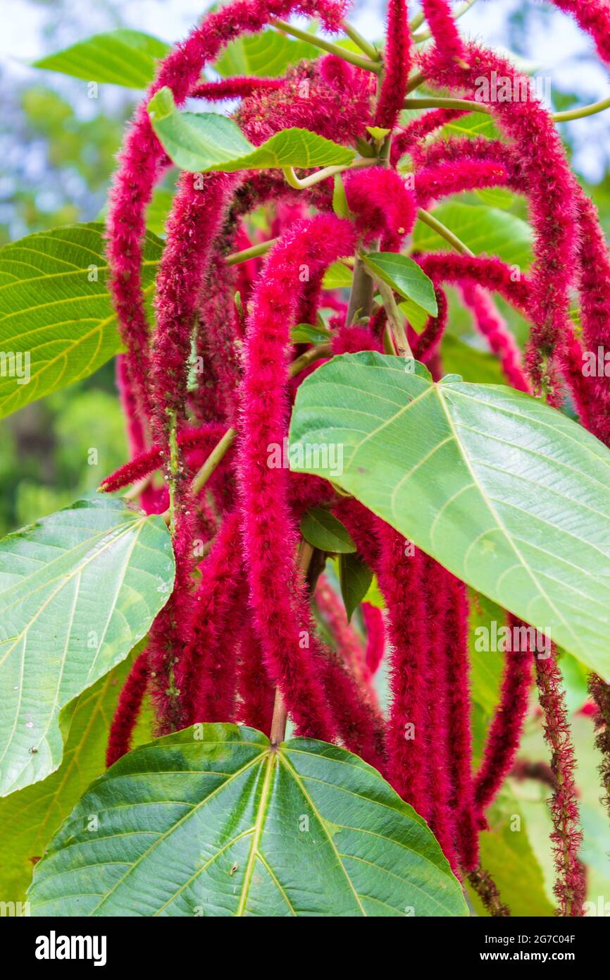 The long fuzzy trailing tail-like blooms of the chenille plant stand ...
