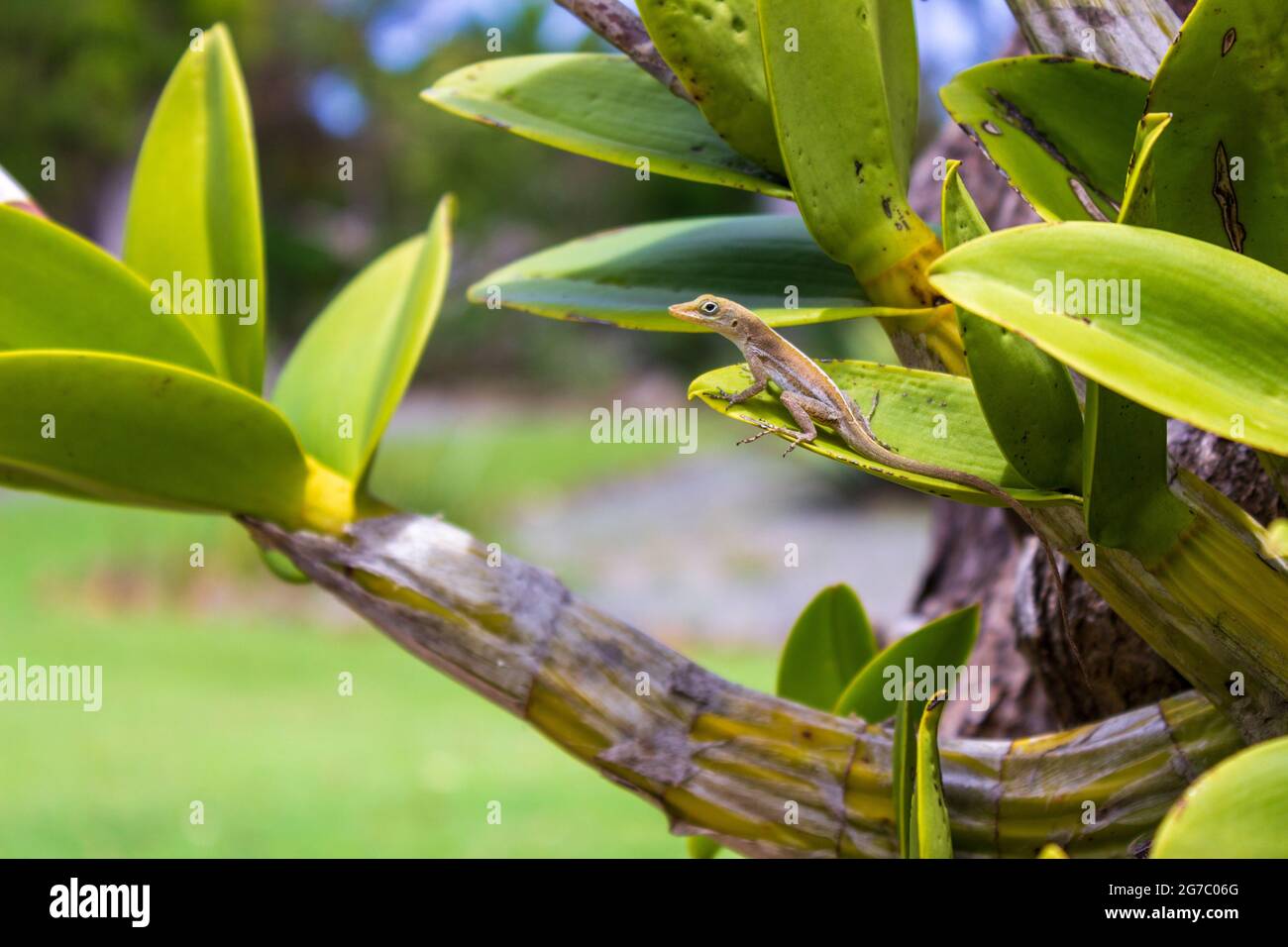 An orchid plant located at the St. George Village Botanical Garden on ...