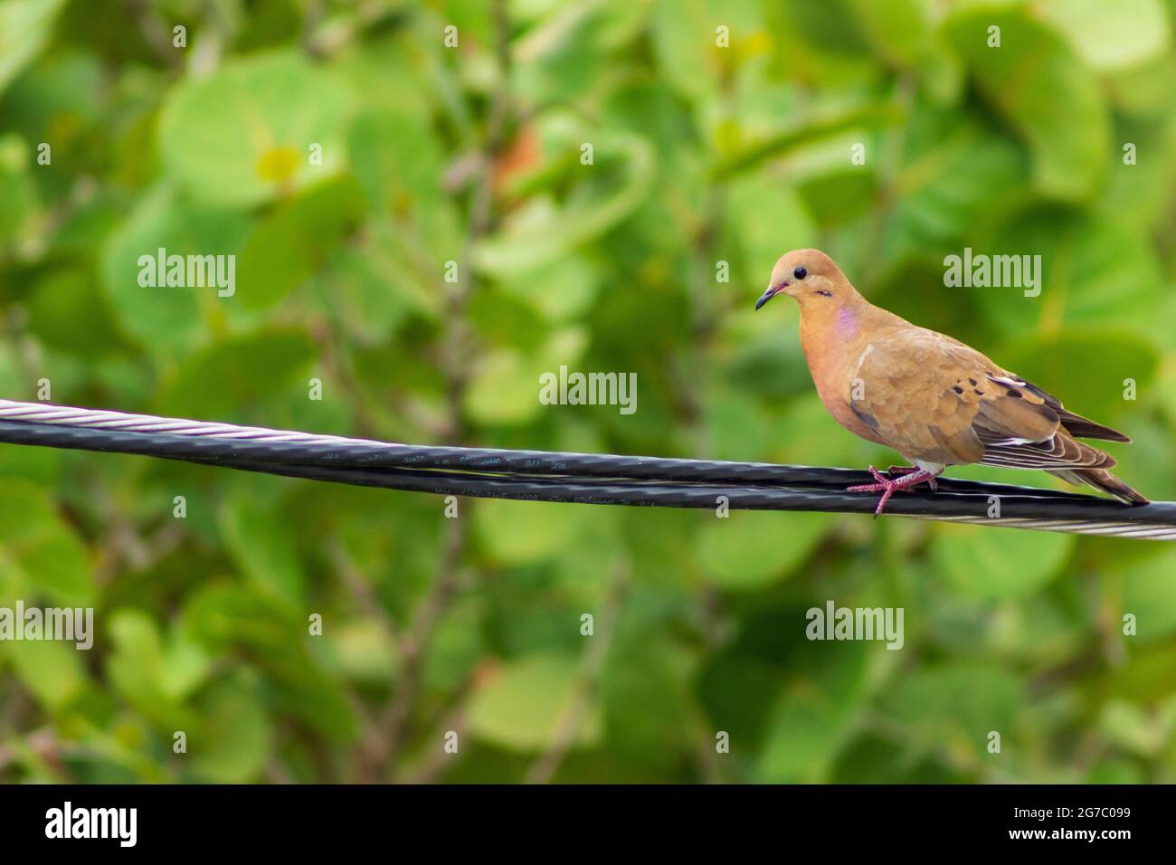 Zenaida st hi-res stock photography and images - Alamy