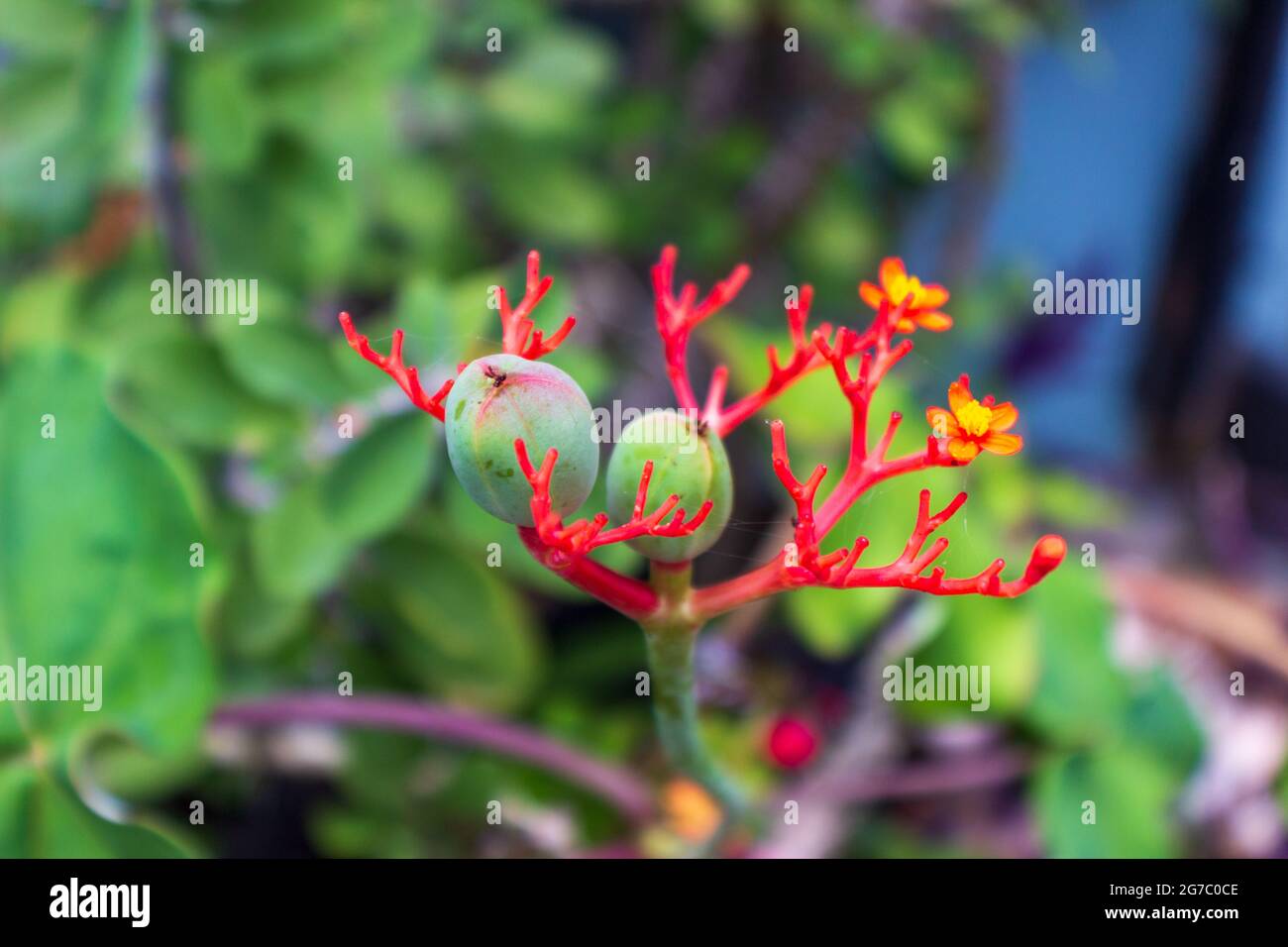 Jatropha multifid flower hi-res stock photography and images - Alamy