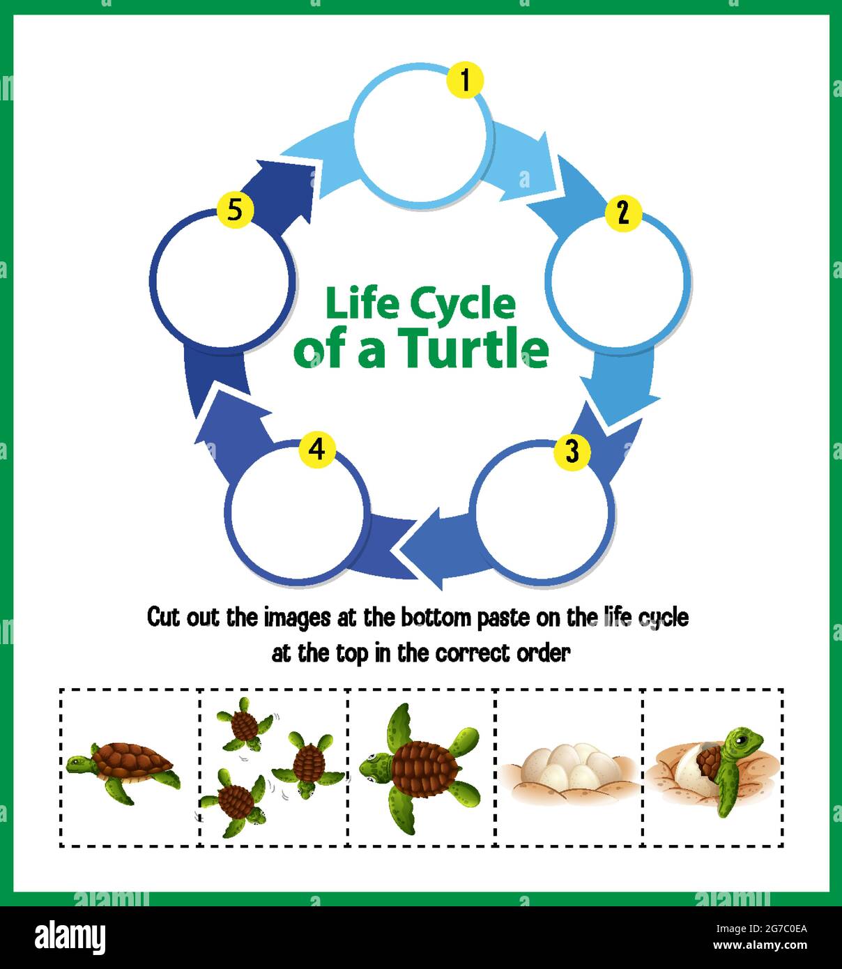Diagram showing life cycle of Turtle illustration Stock Vector Image & Art - Alamy