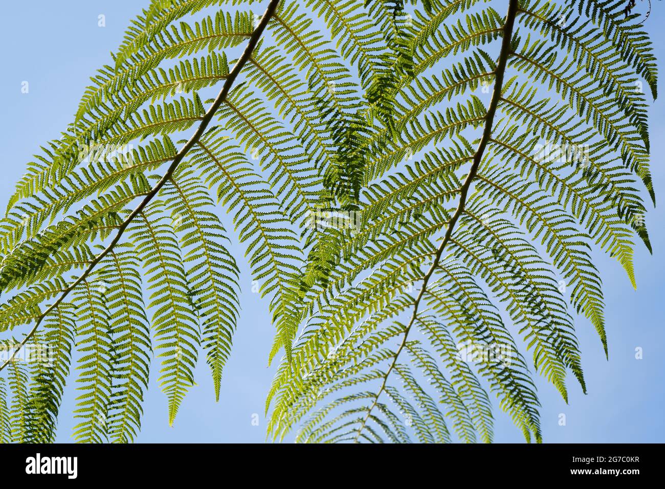 Australian tree fern hi-res stock photography and images - Alamy
