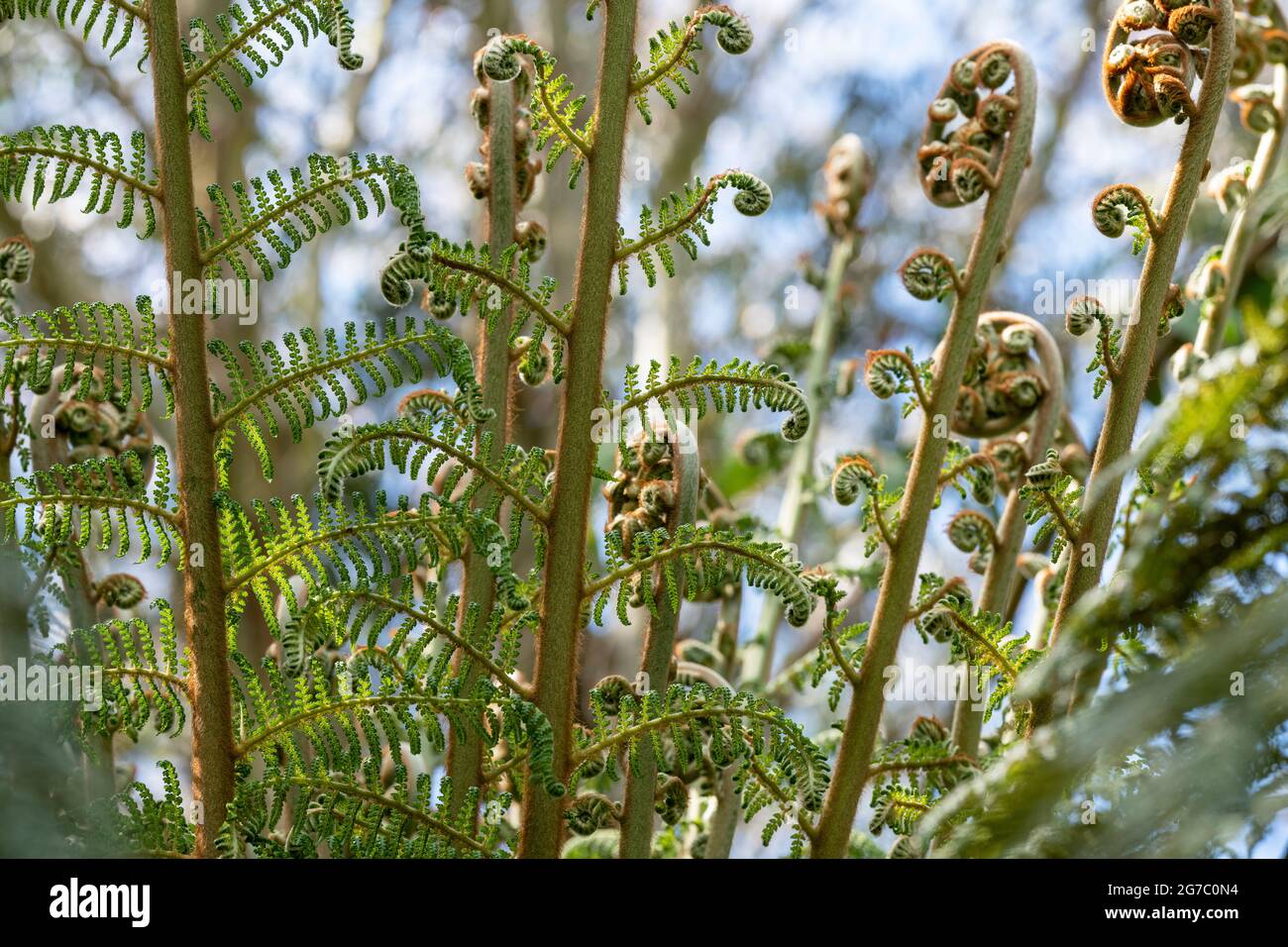 Dicksonia antarctica. Tree fern fronds Stock Photo - Alamy