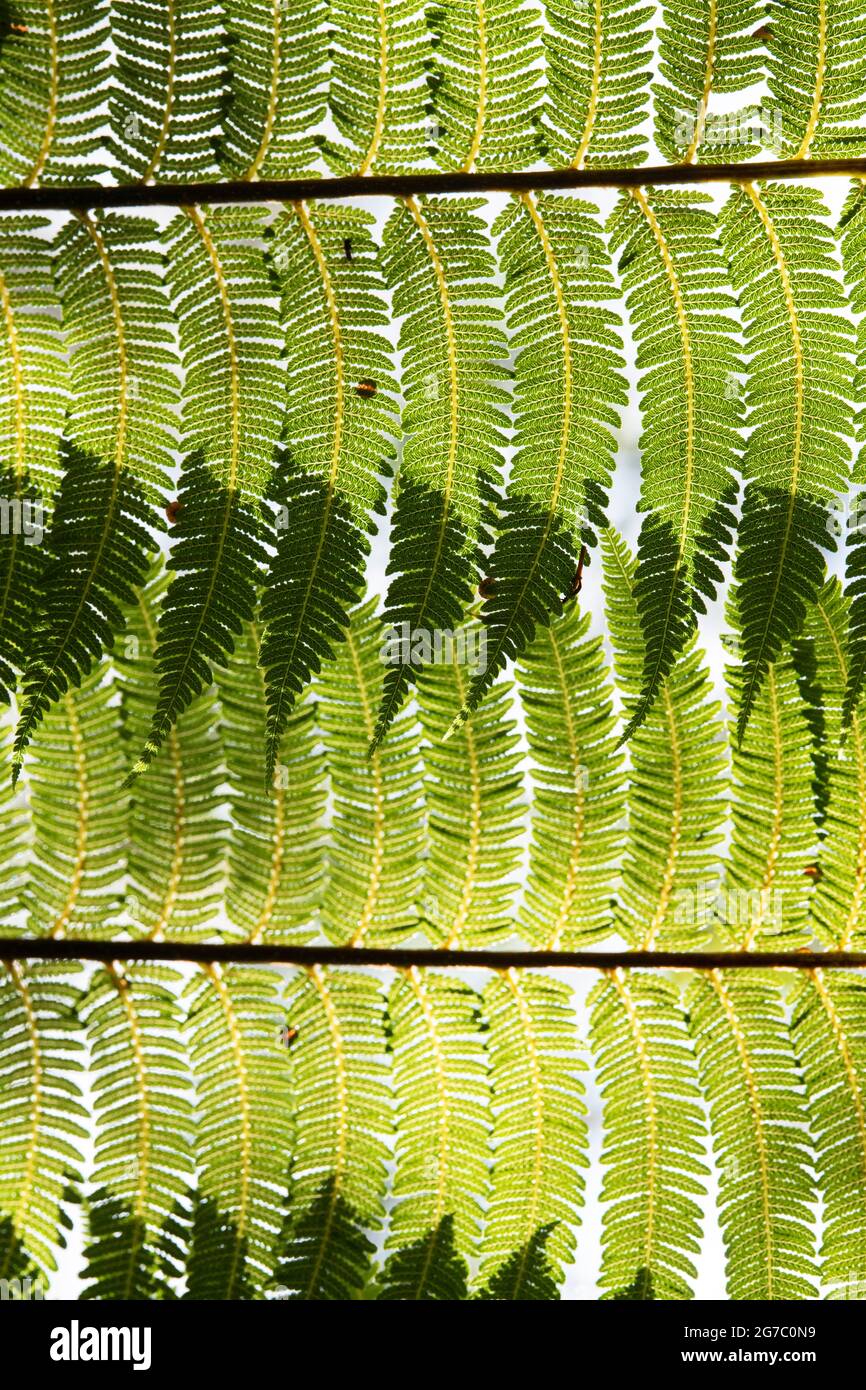 Dicksonia antarctica. Tree fern frond pattern Stock Photo - Alamy