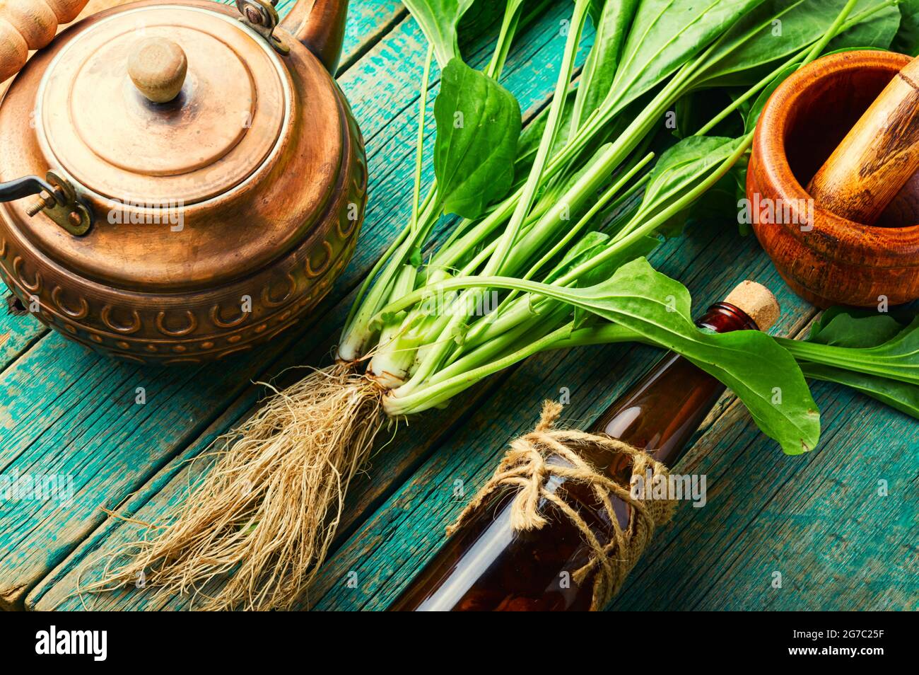 Healing plantain tea. Teapot in herbal plantain tea. Natural herbal ...