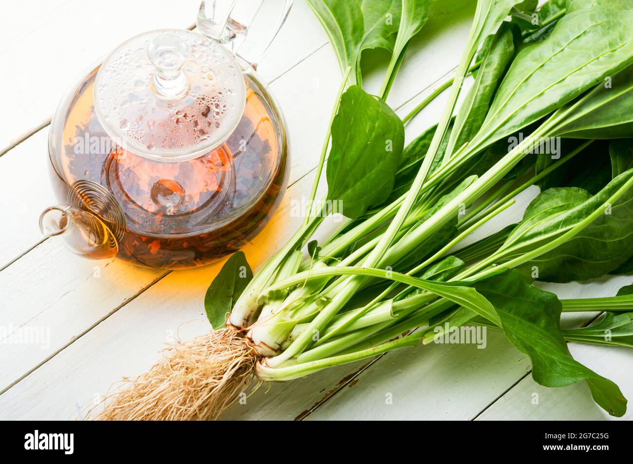 Healing plantain tea. Glass teapot with herbal plantain tea. Natural ...