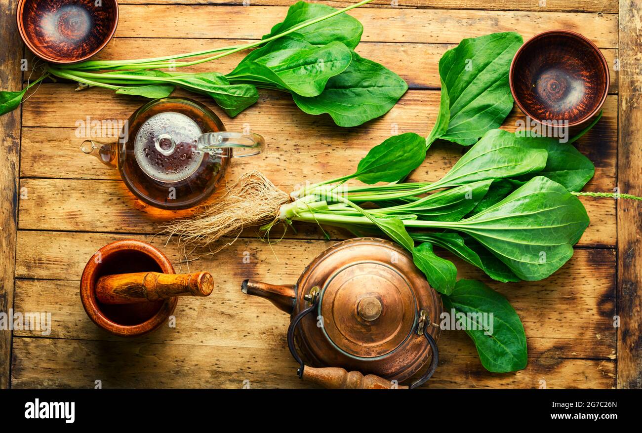Healing plantain tea. Teapot in herbal plantain tea. Natural herbal ...