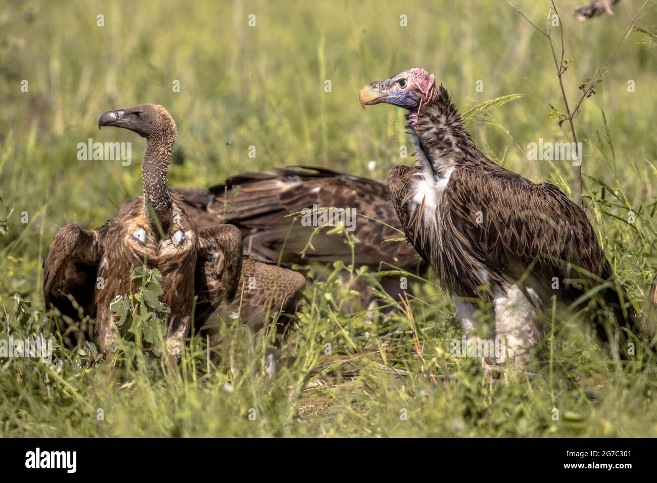Large Lappet-faced vulture (Torgos tracheliotus) with pink head ...