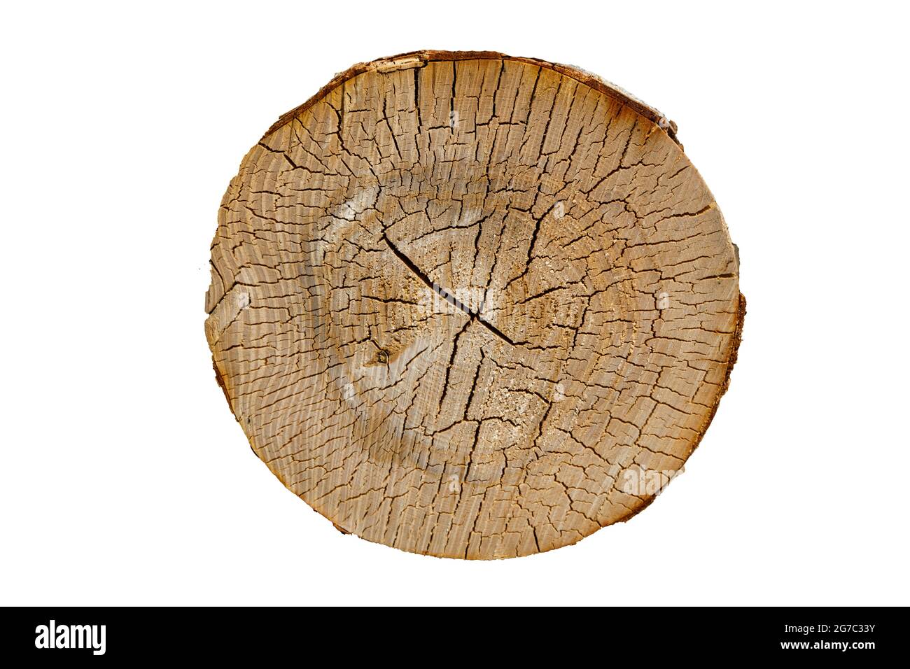 round cut tree isolated on white background. birch trunk with cracks ...