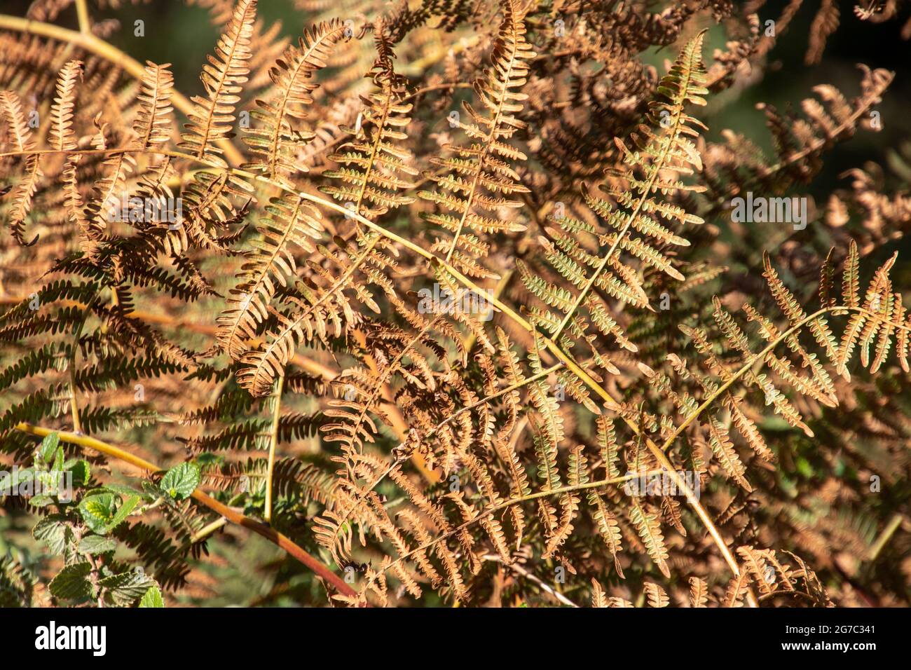Golden dry bracken leaves image for background use Stock Photo - Alamy