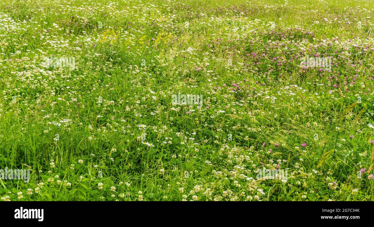 green meadow with lots of small growing flowers Stock Photo - Alamy
