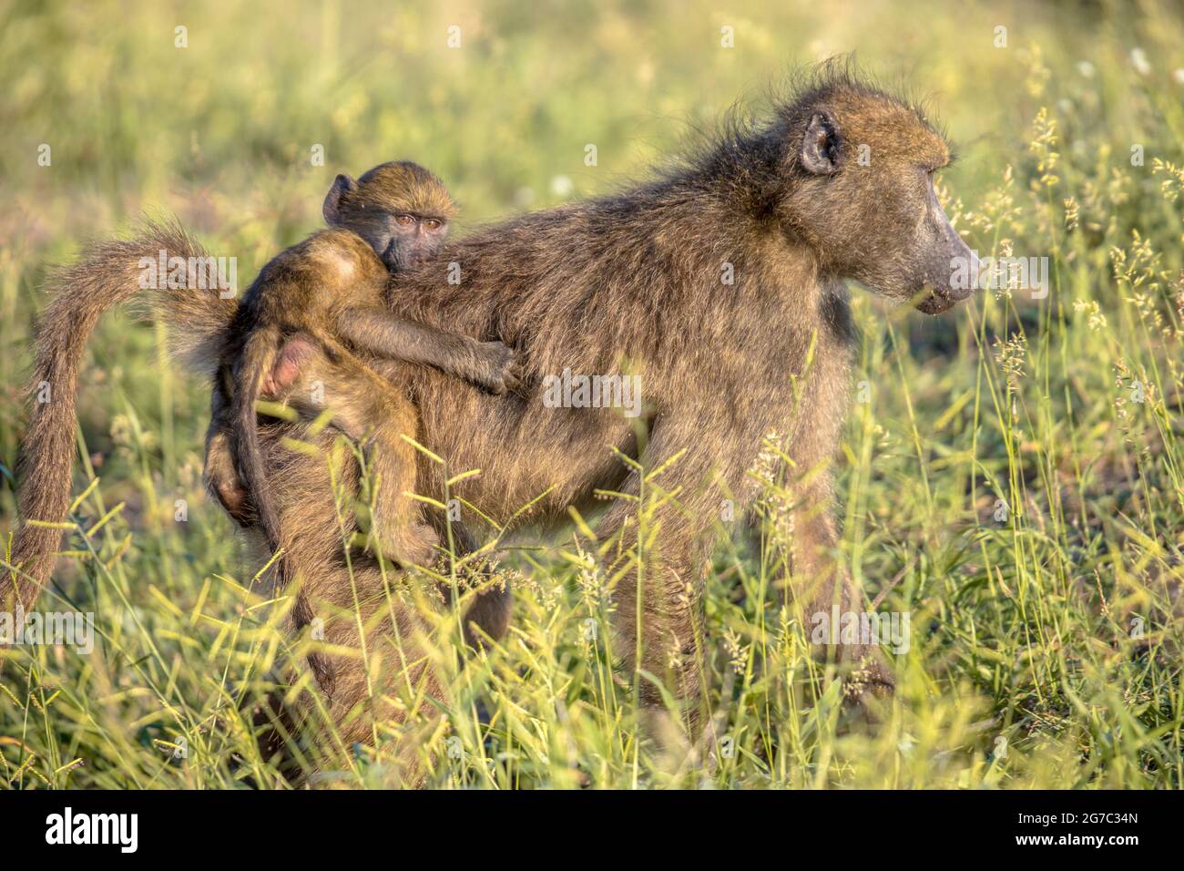 Chacma baboon (Papio ursinus) Mother with young child sitting on back ...