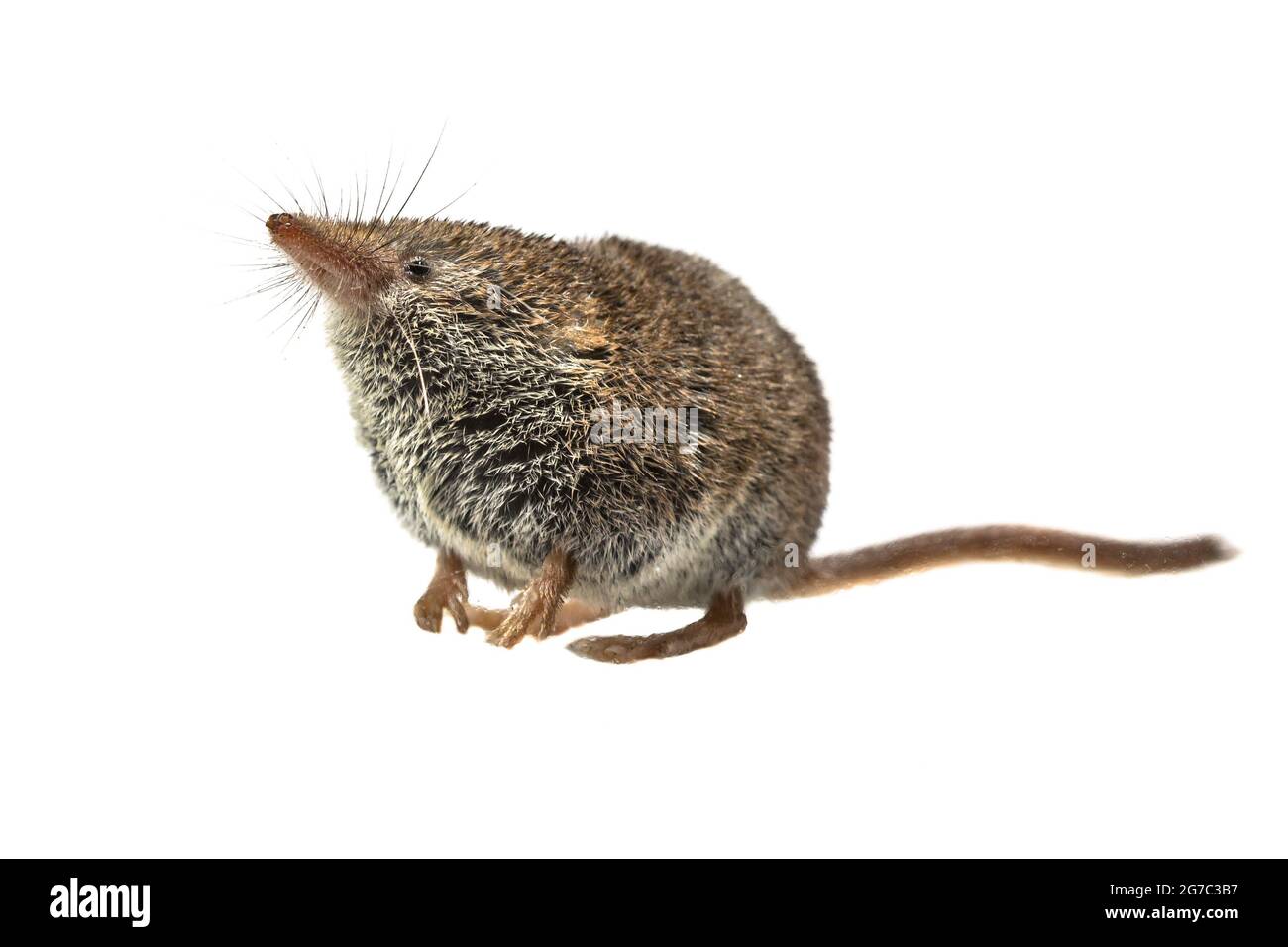 Eurasian pygmy shrew (Sorex minutus) mouse on white background. This is ...
